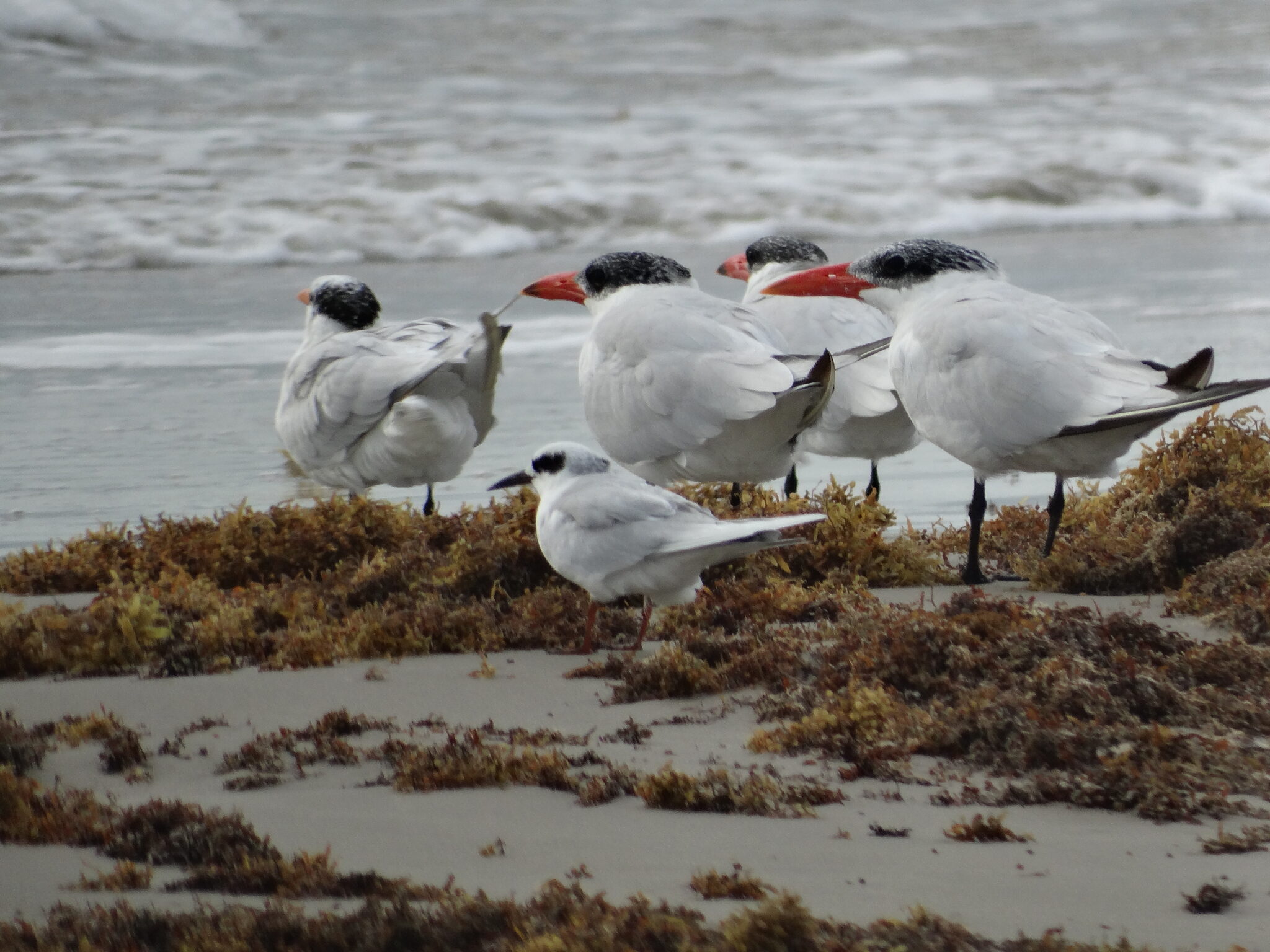Foester’s Tern | Great Bird Pics