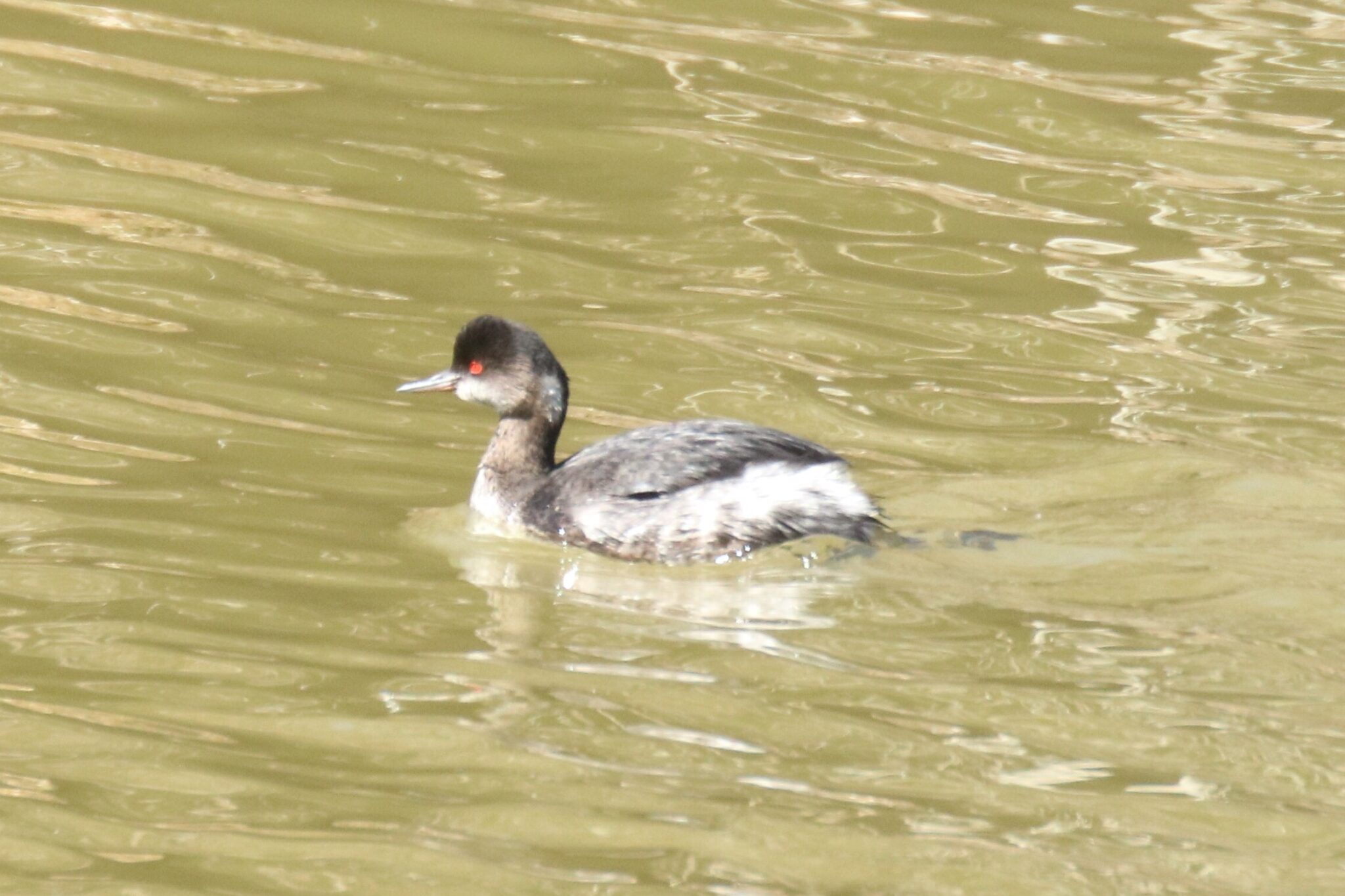 Eared Grebe | Great Bird Pics