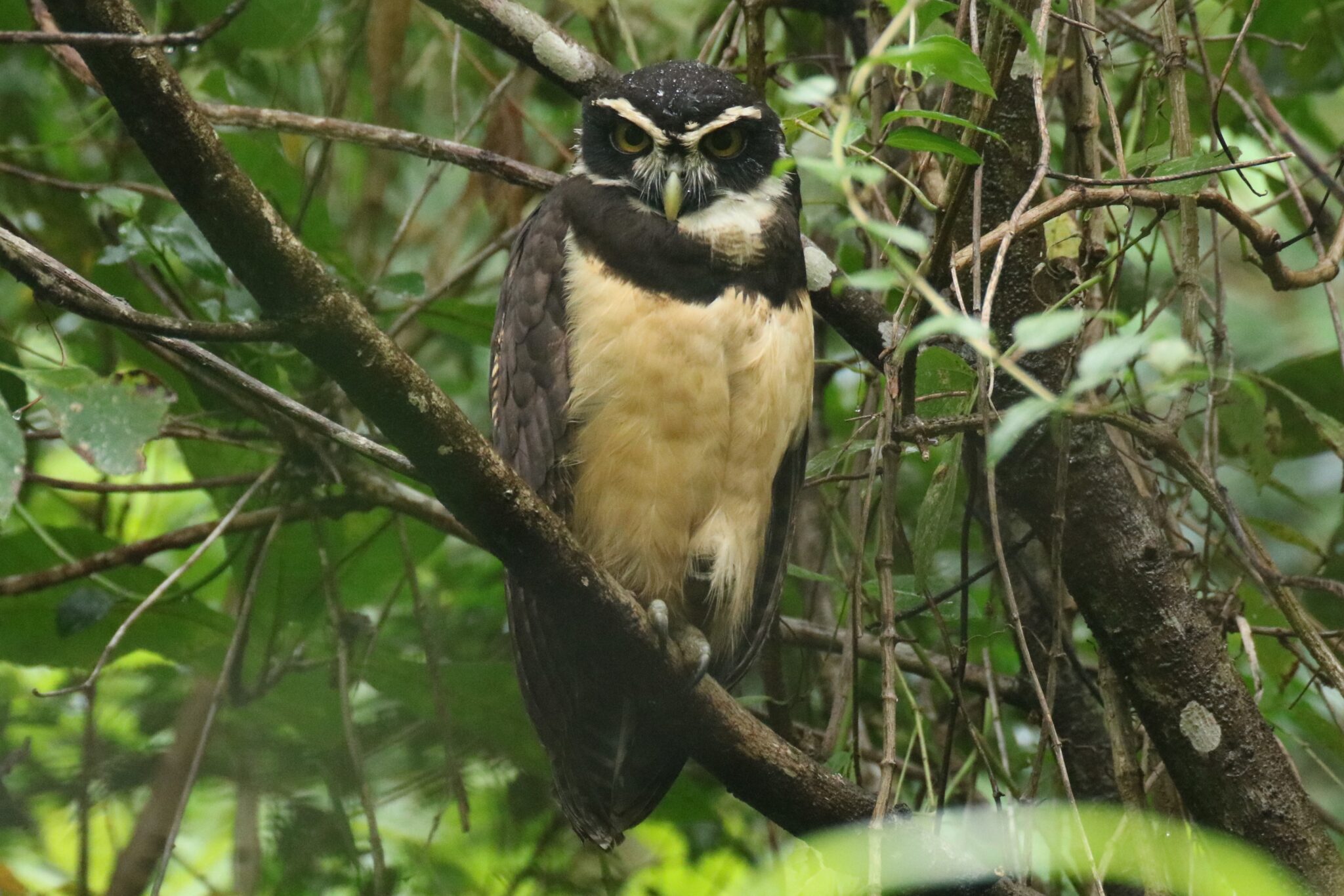 Spectacled Owl | Great Bird Pics