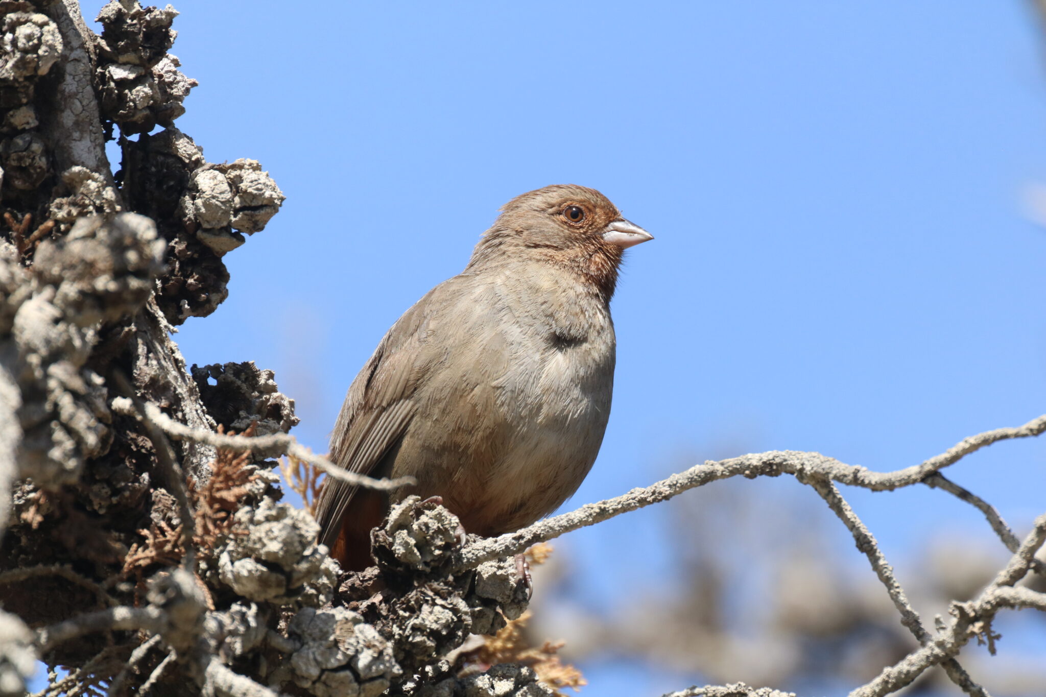 California Towhee | Great Bird Pics