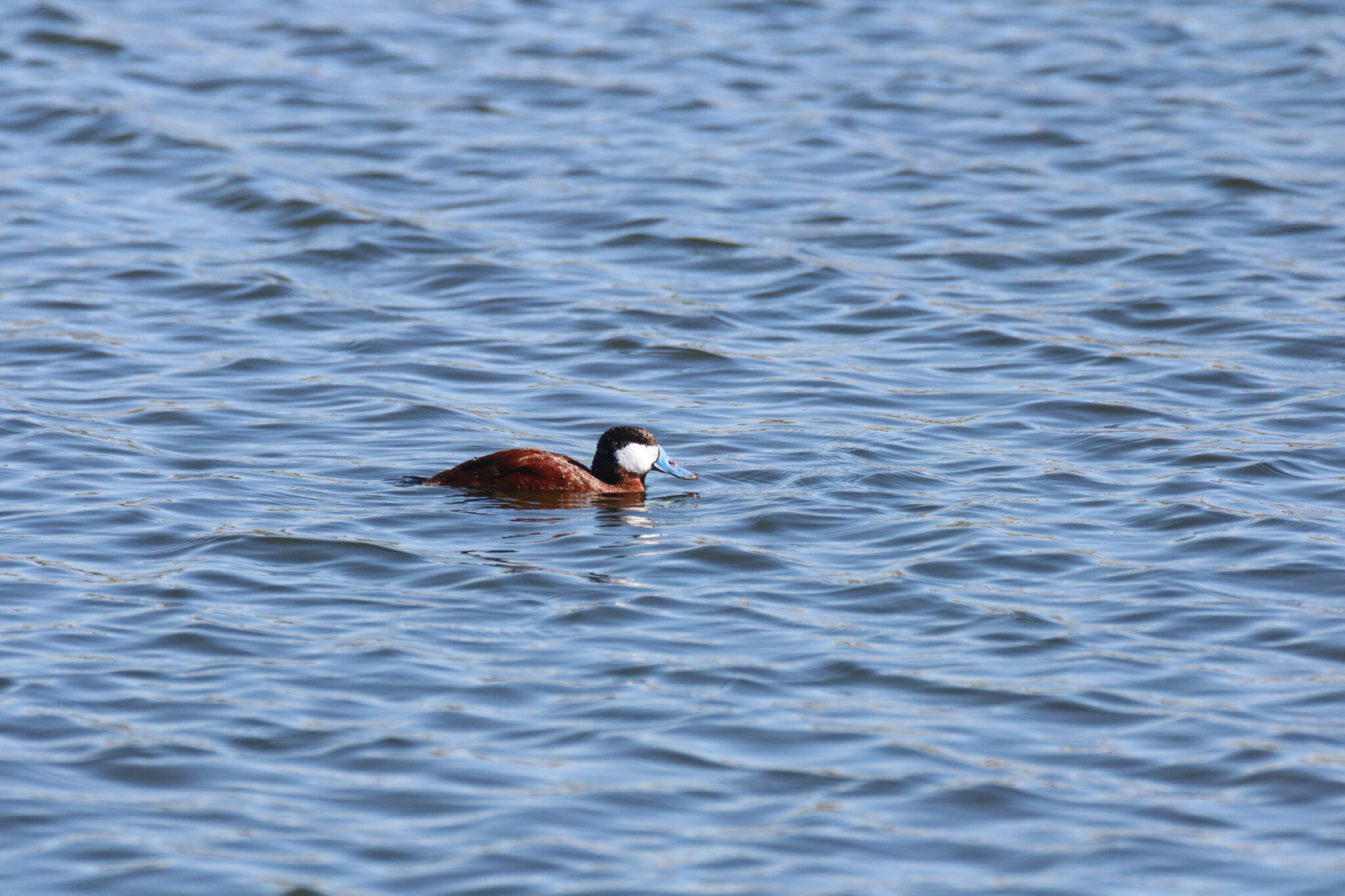 Ruddy Duck | Great Bird Pics