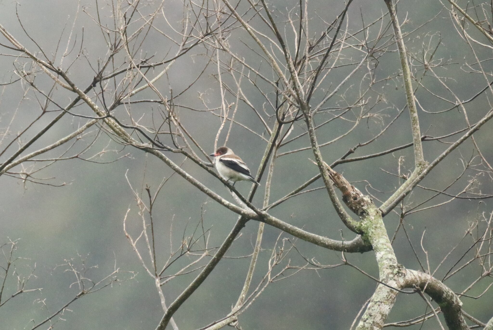 Masked Tityra | Great Bird Pics