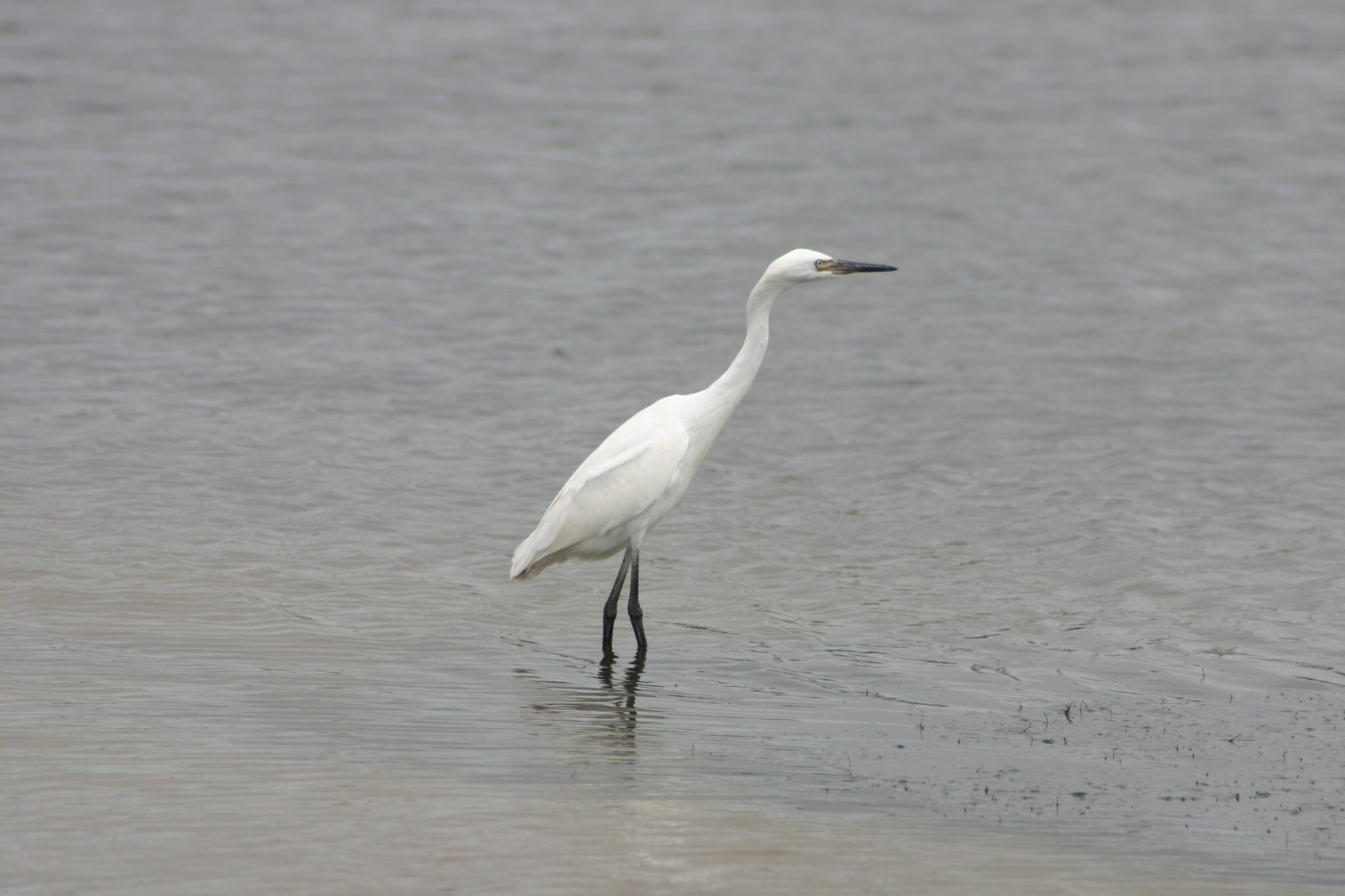 Snowy Egret | Great Bird Pics