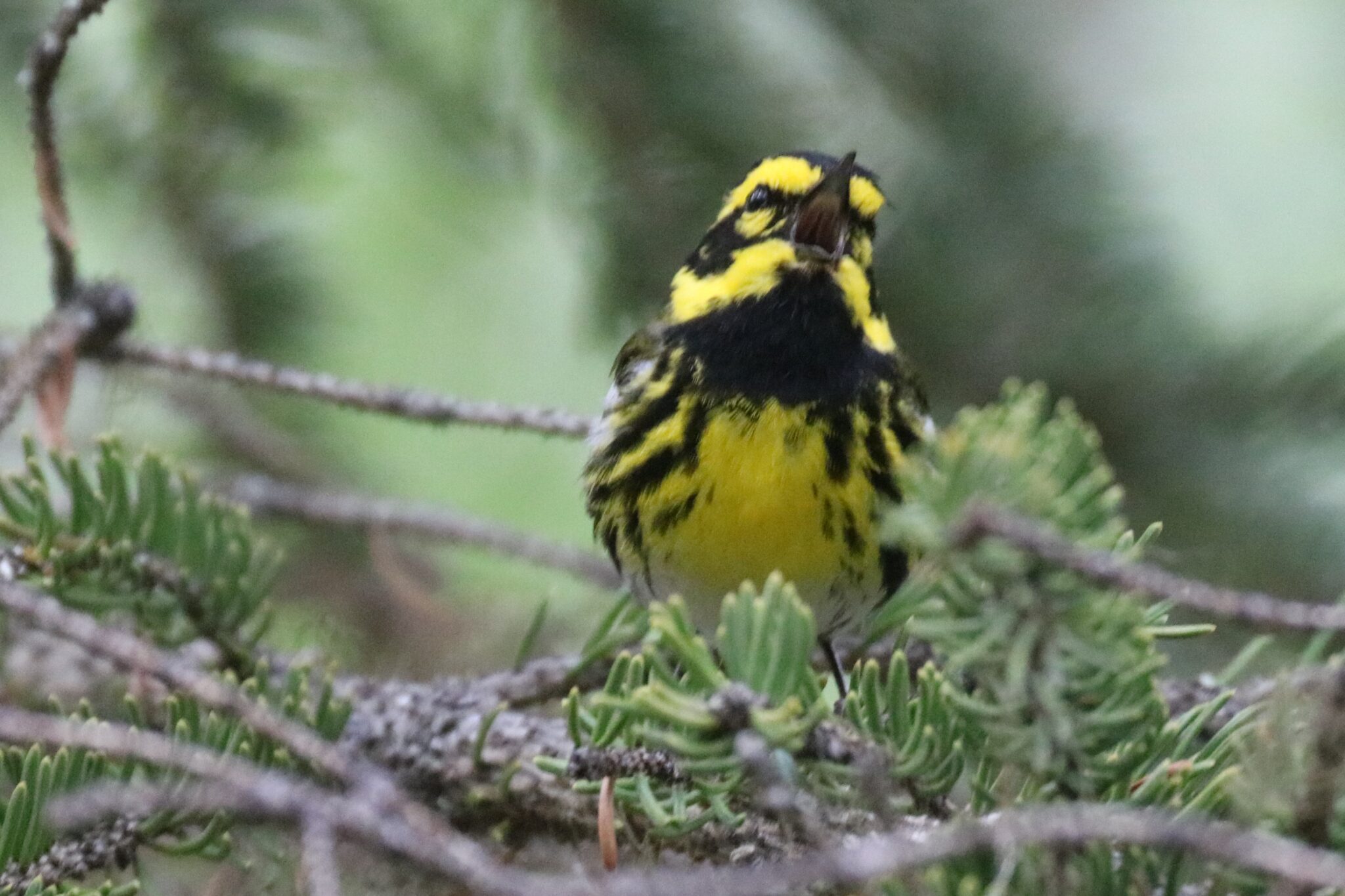 Townsend’s Warbler | Great Bird Pics