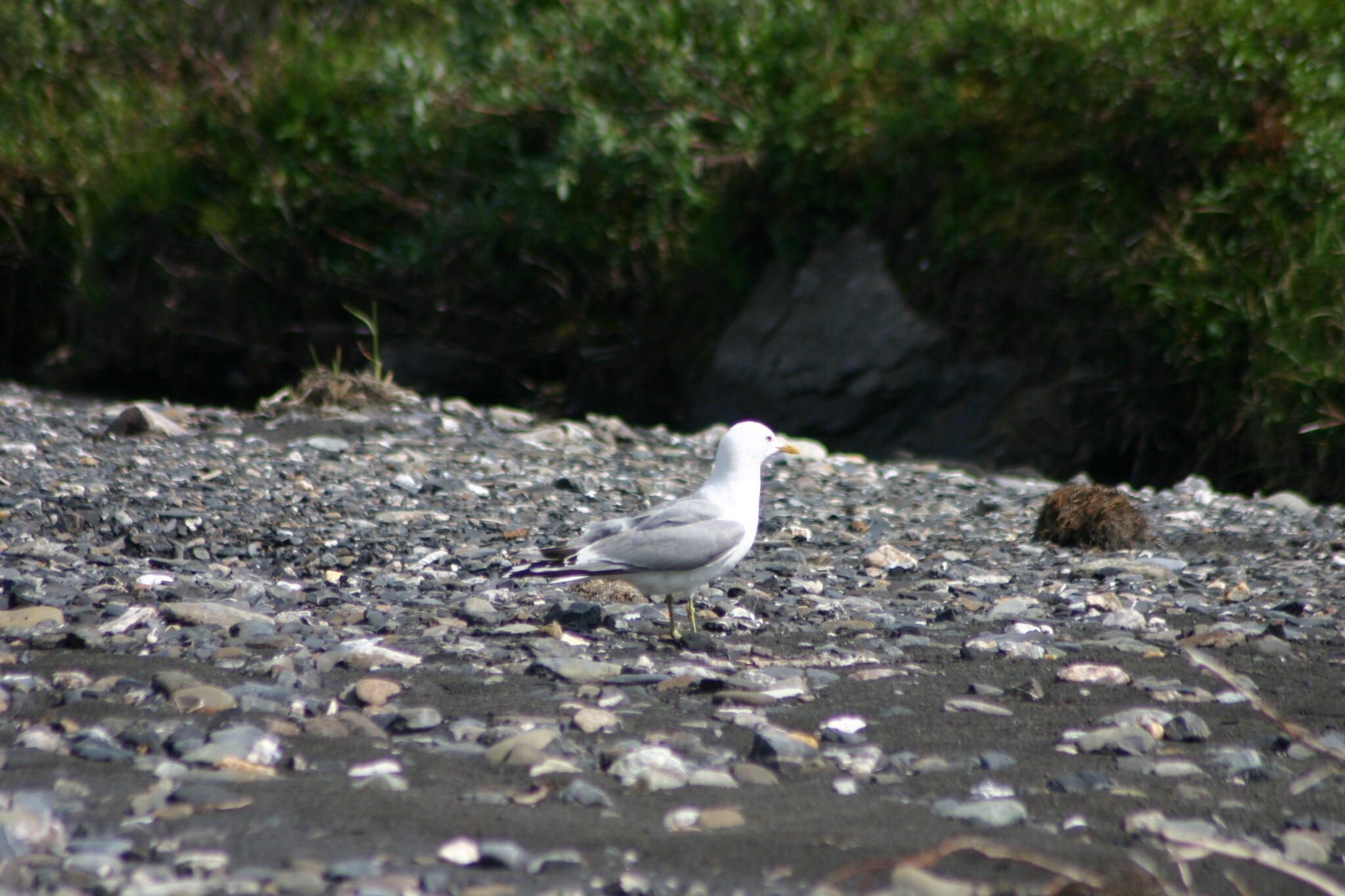 Mew Gull | Great Bird Pics