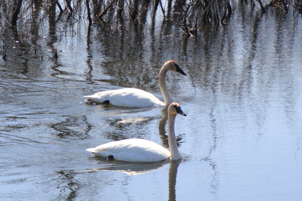 trumpeter swans | Great Bird Pics