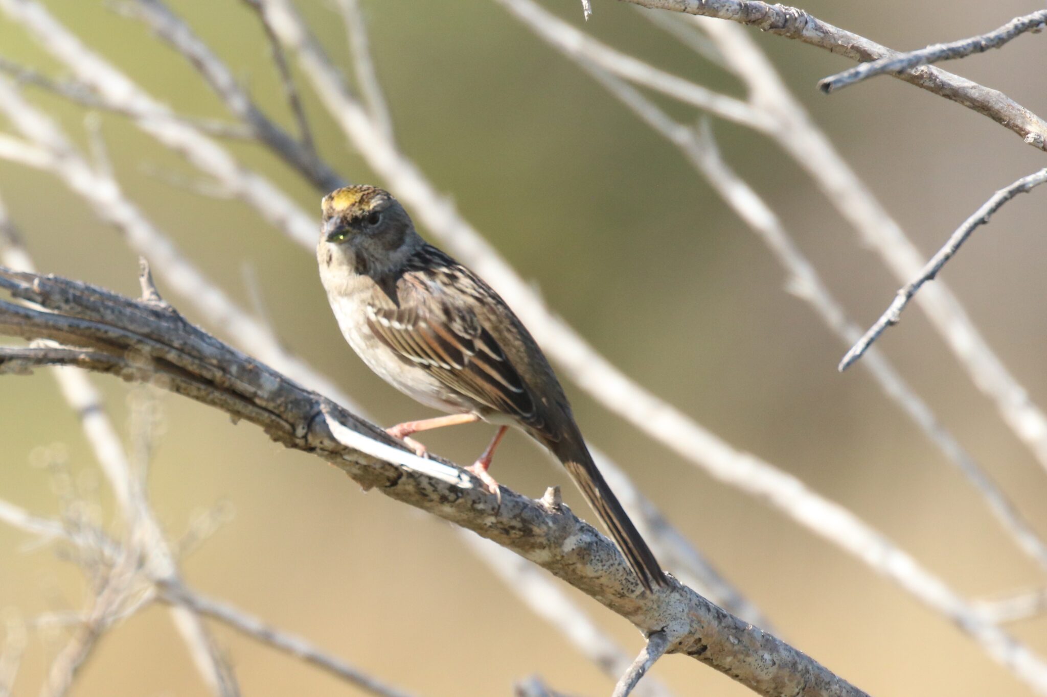 Golden-crowned Sparrow | Great Bird Pics