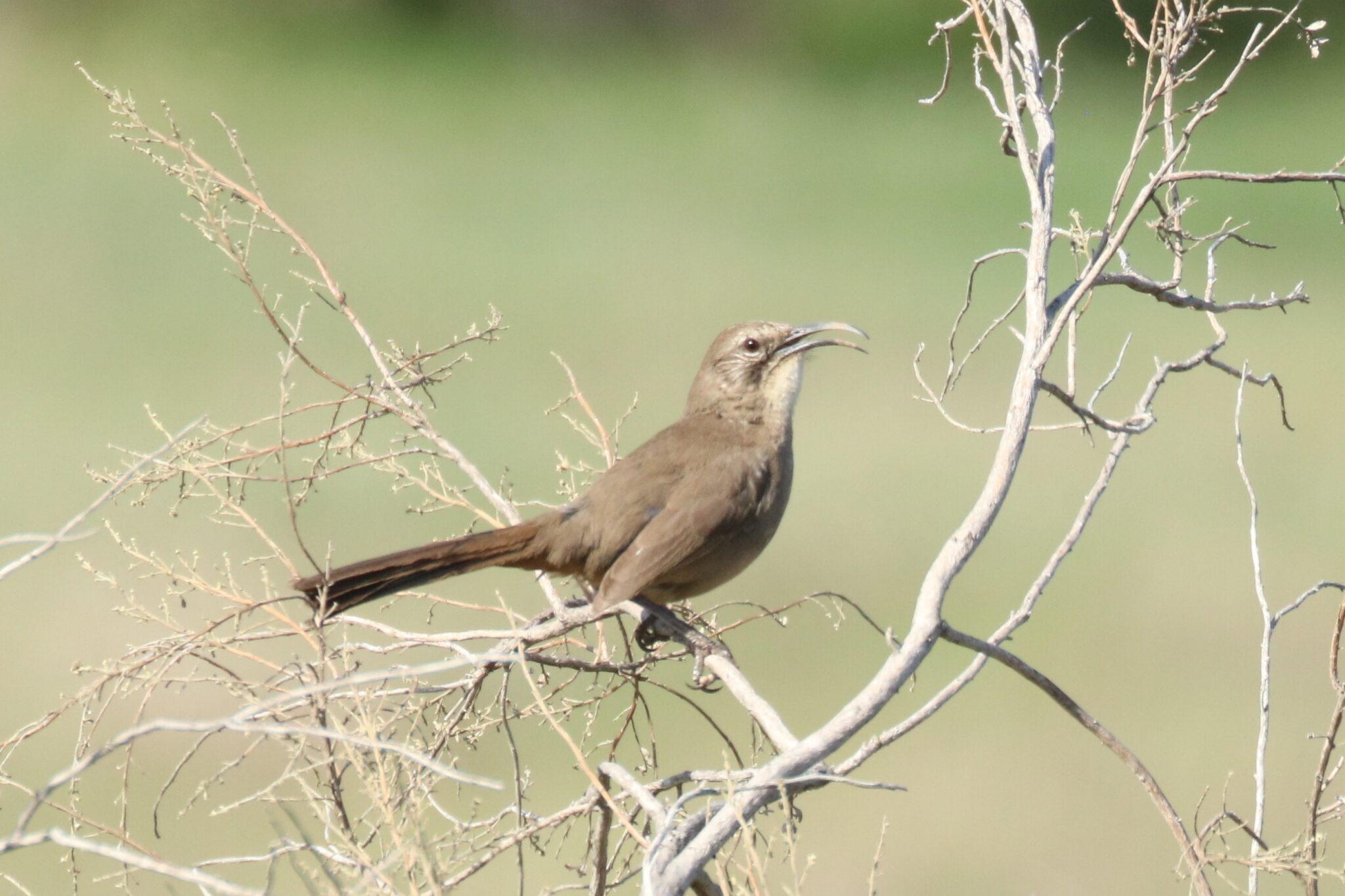 California Thrasher | Great Bird Pics
