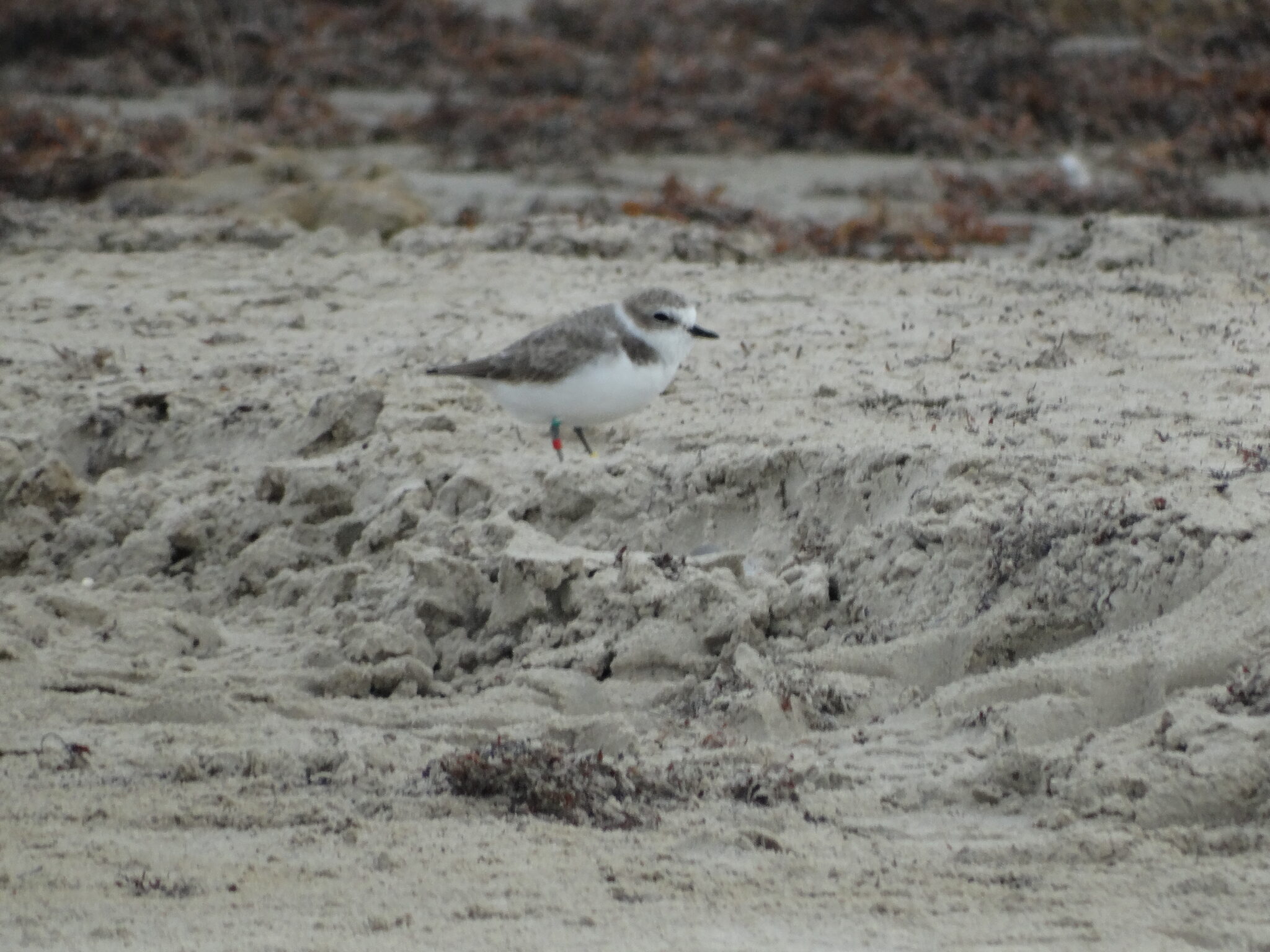 Snowy Plover | Great Bird Pics