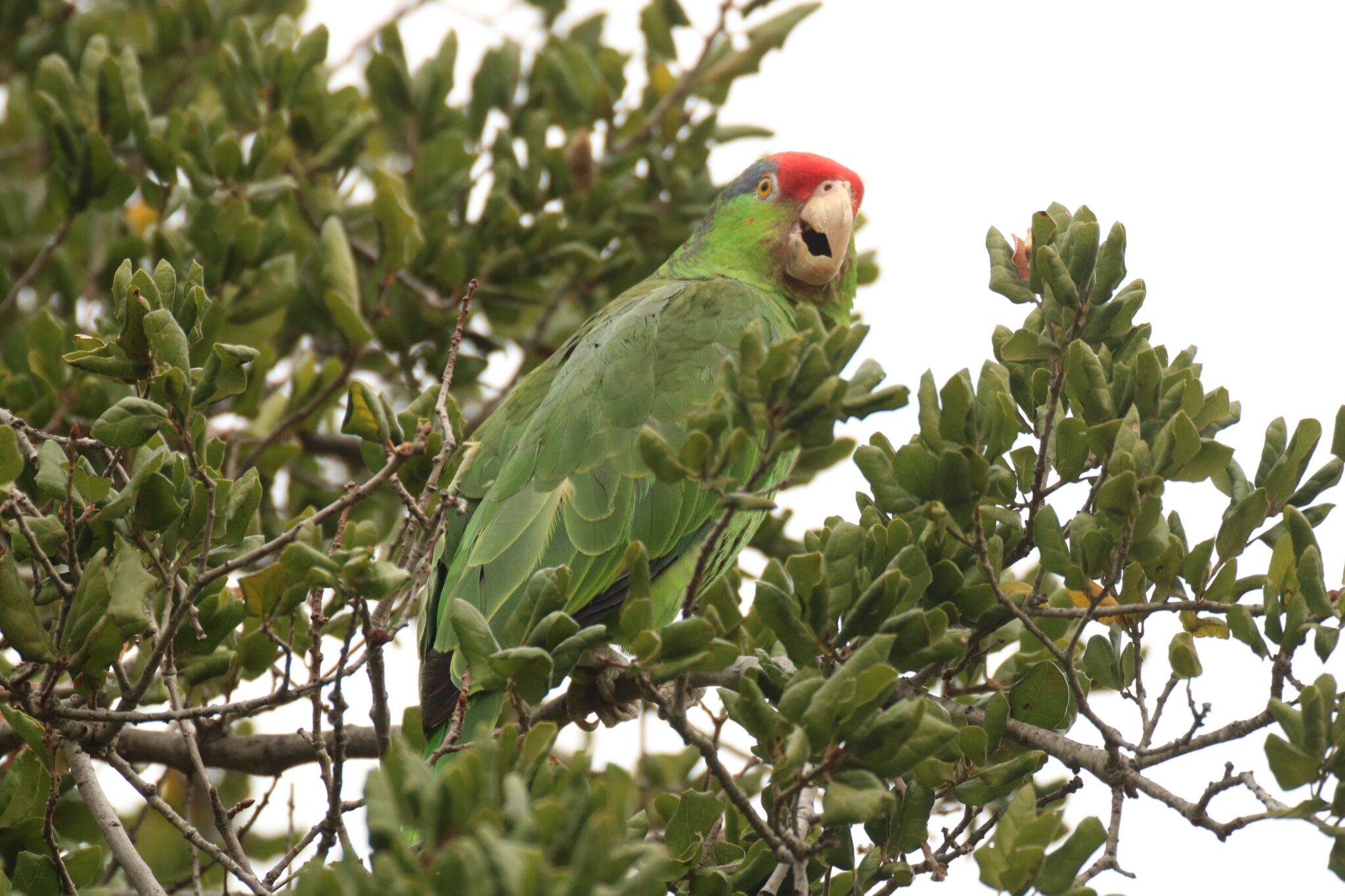 Red-crowned Parrot | Great Bird Pics