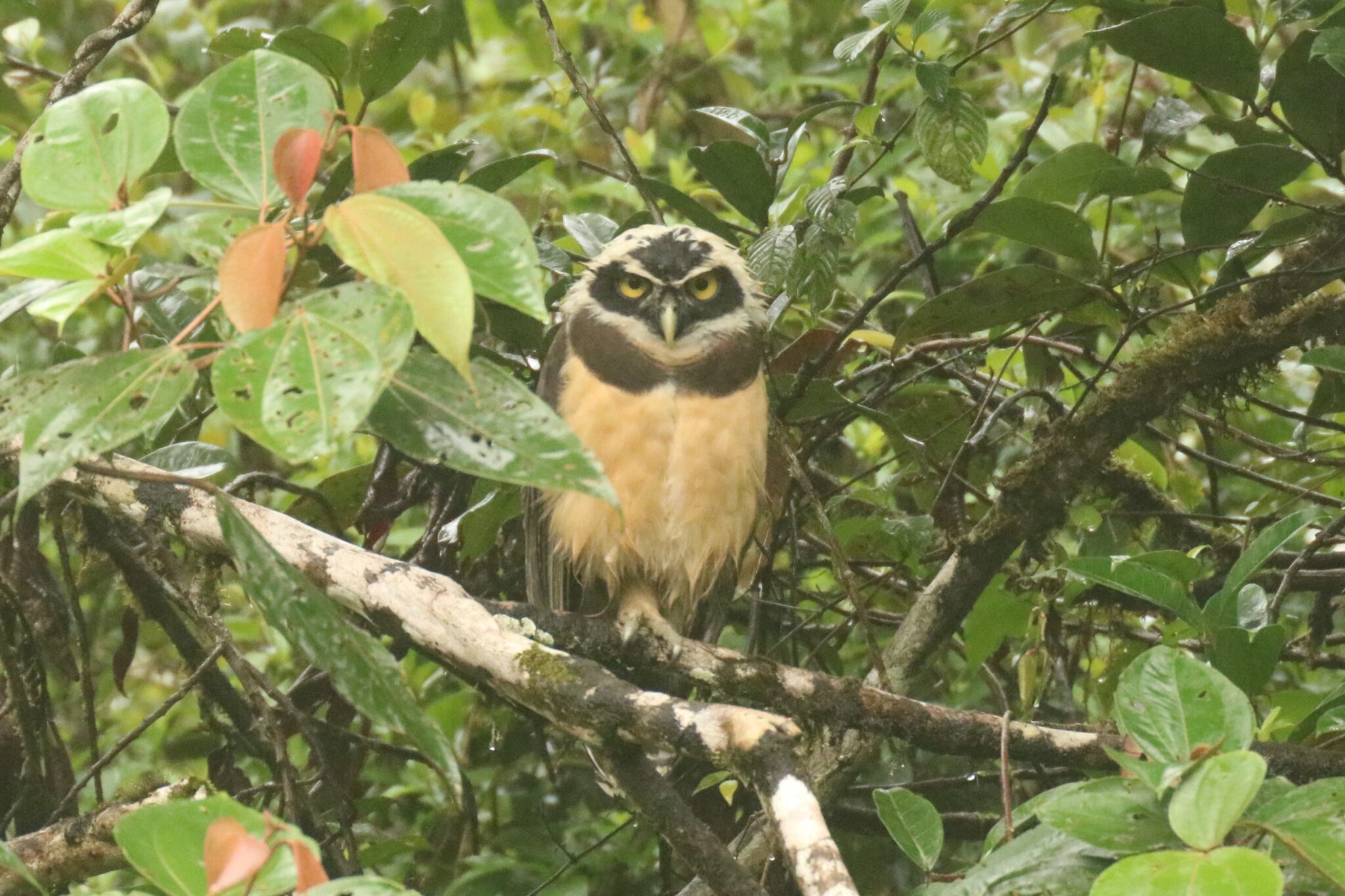 Spectacled Owl | Great Bird Pics