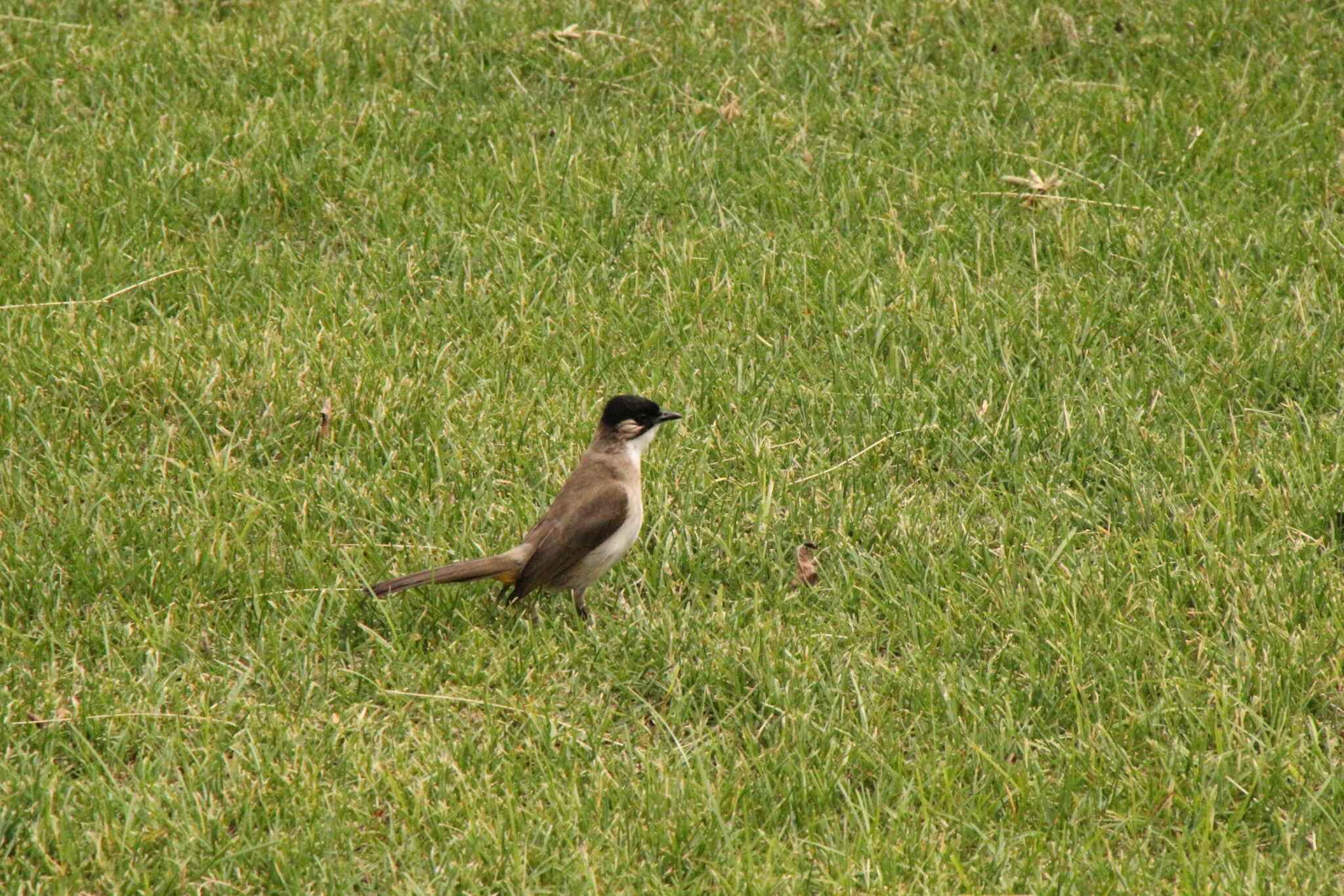 Brown-breasted Bulbul | Great Bird Pics