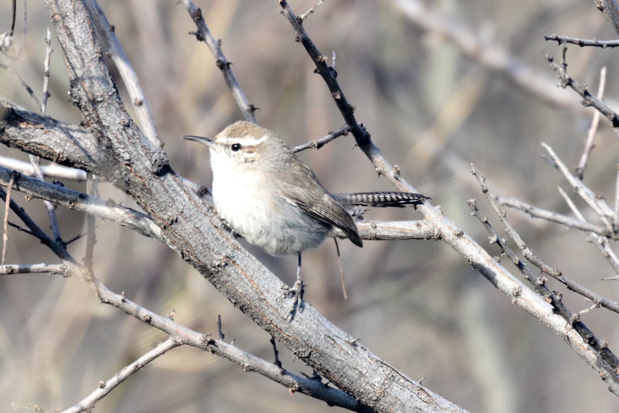 Bewick’s Wren | Great Bird Pics