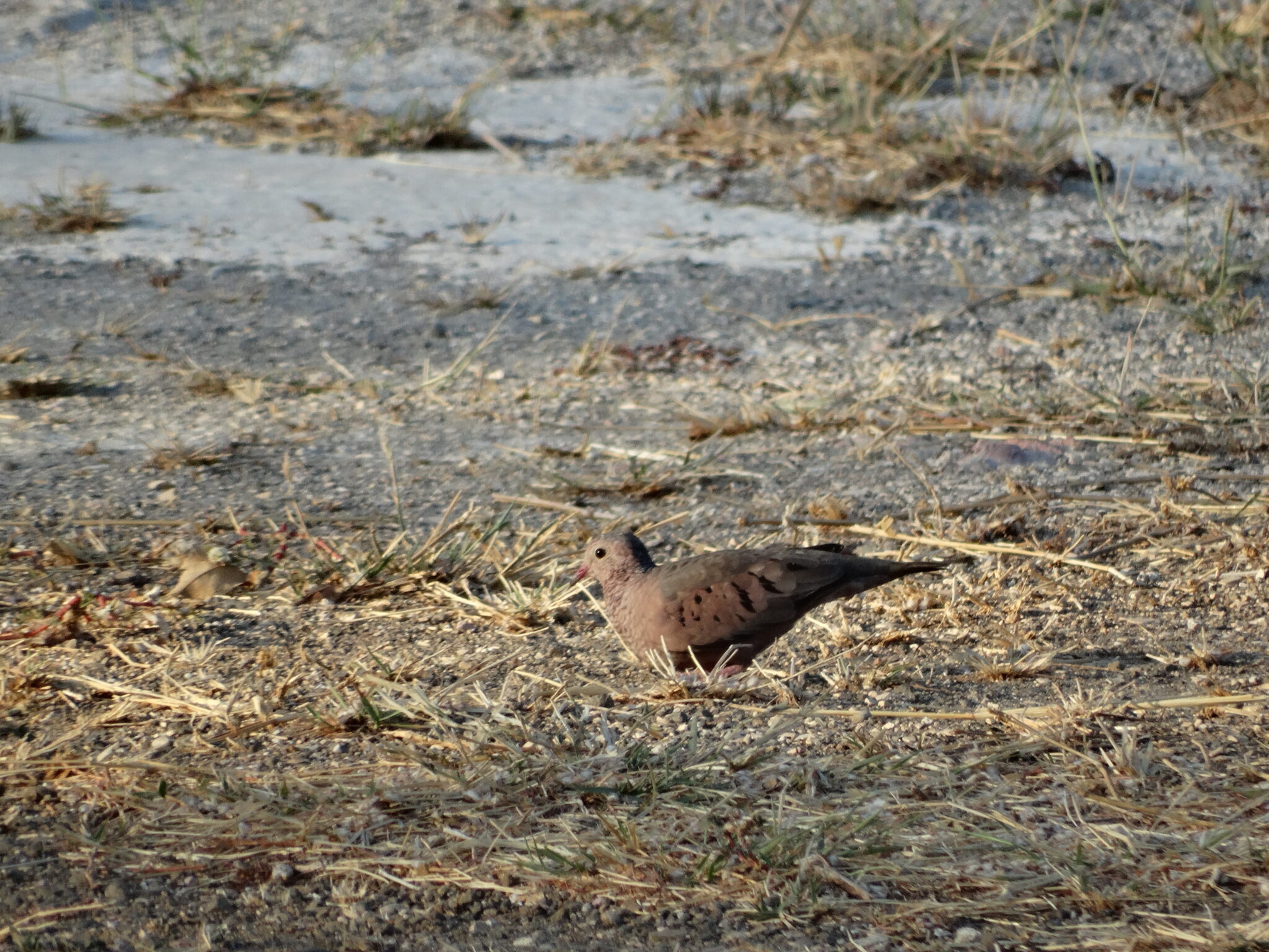 Common Ground-dove | Great Bird Pics