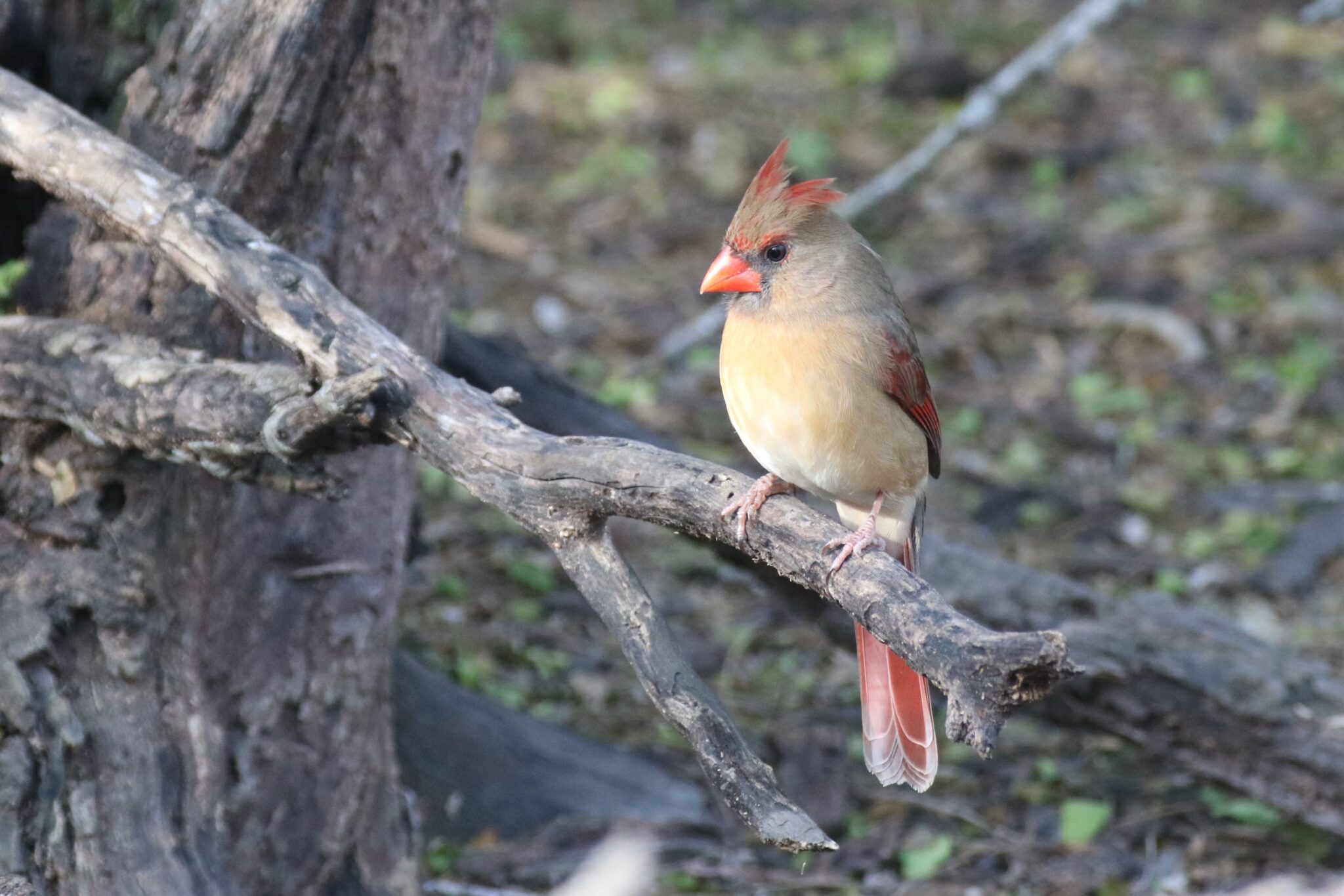 Northern Cardinal | Great Bird Pics