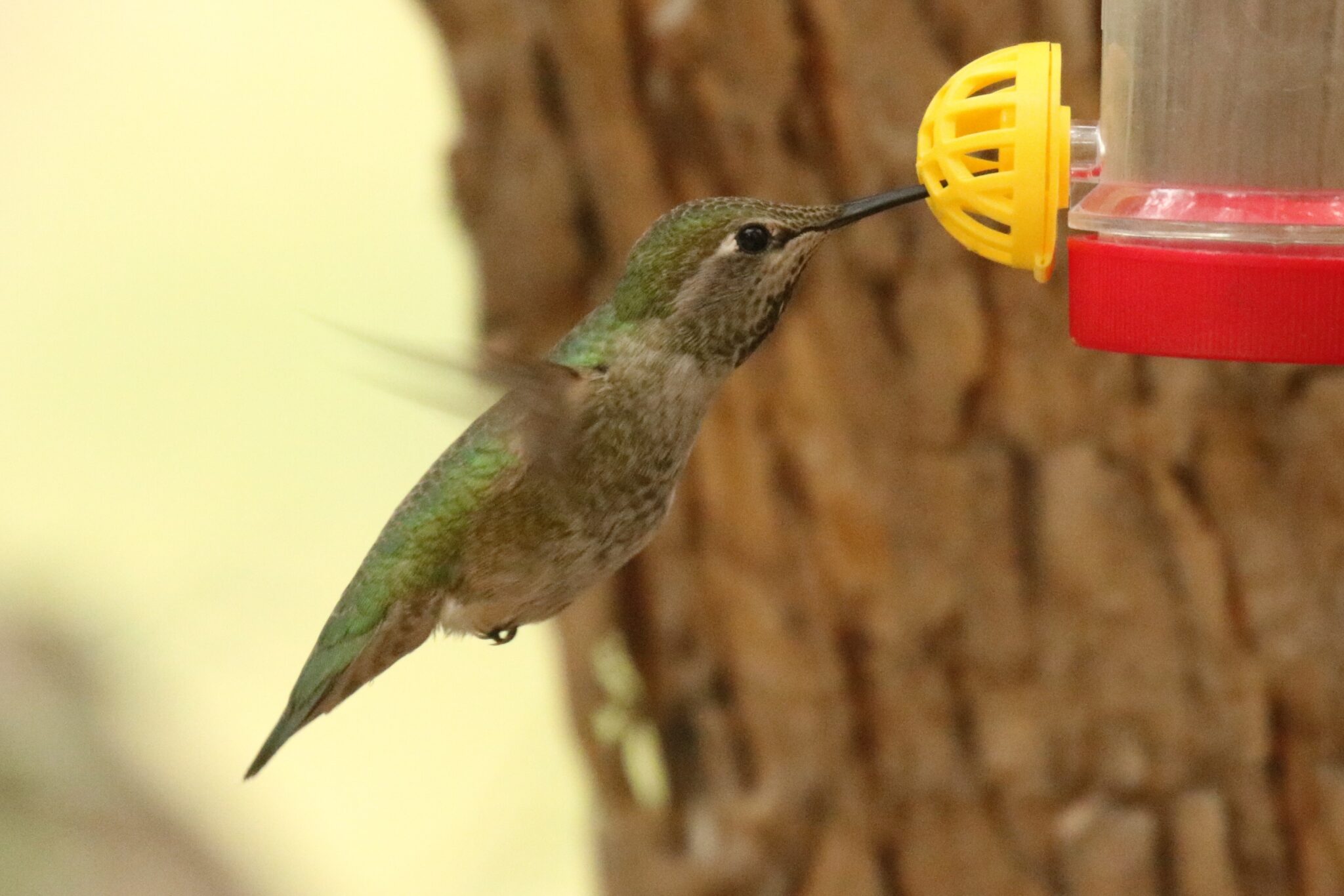 Anna’s Hummingbird | Great Bird Pics