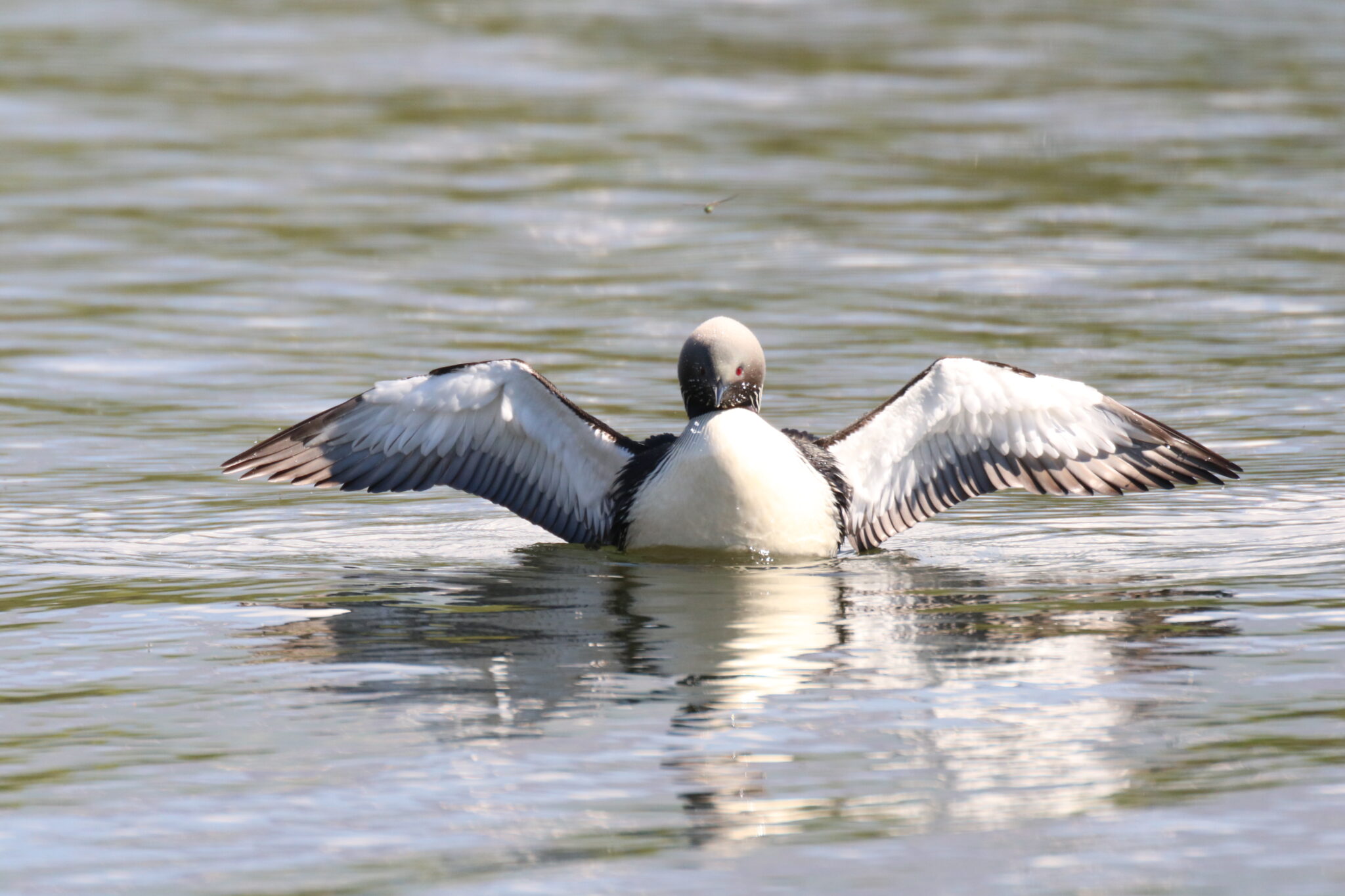 Pacific Loon | Great Bird Pics