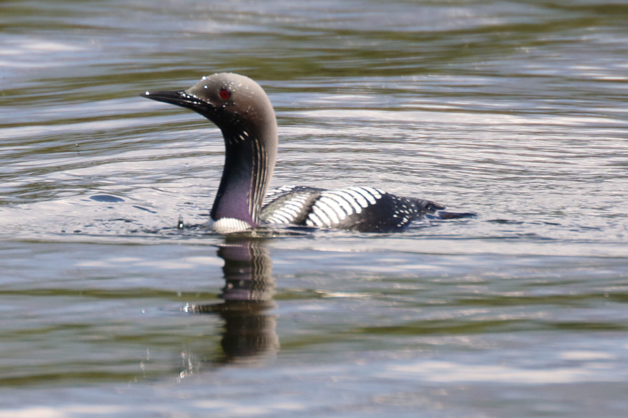 Pacific Loon | Great Bird Pics