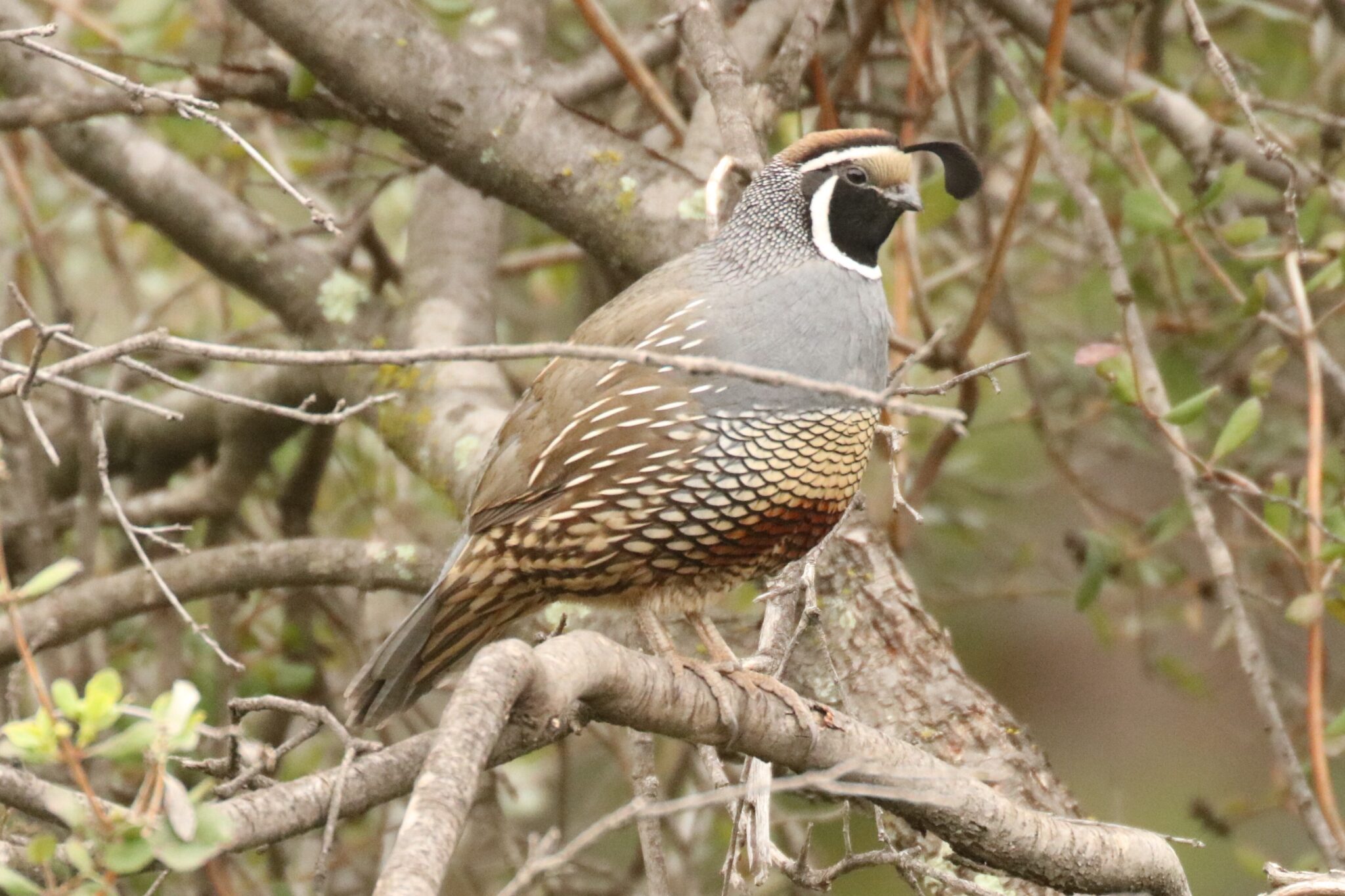 California Quail | Great Bird Pics