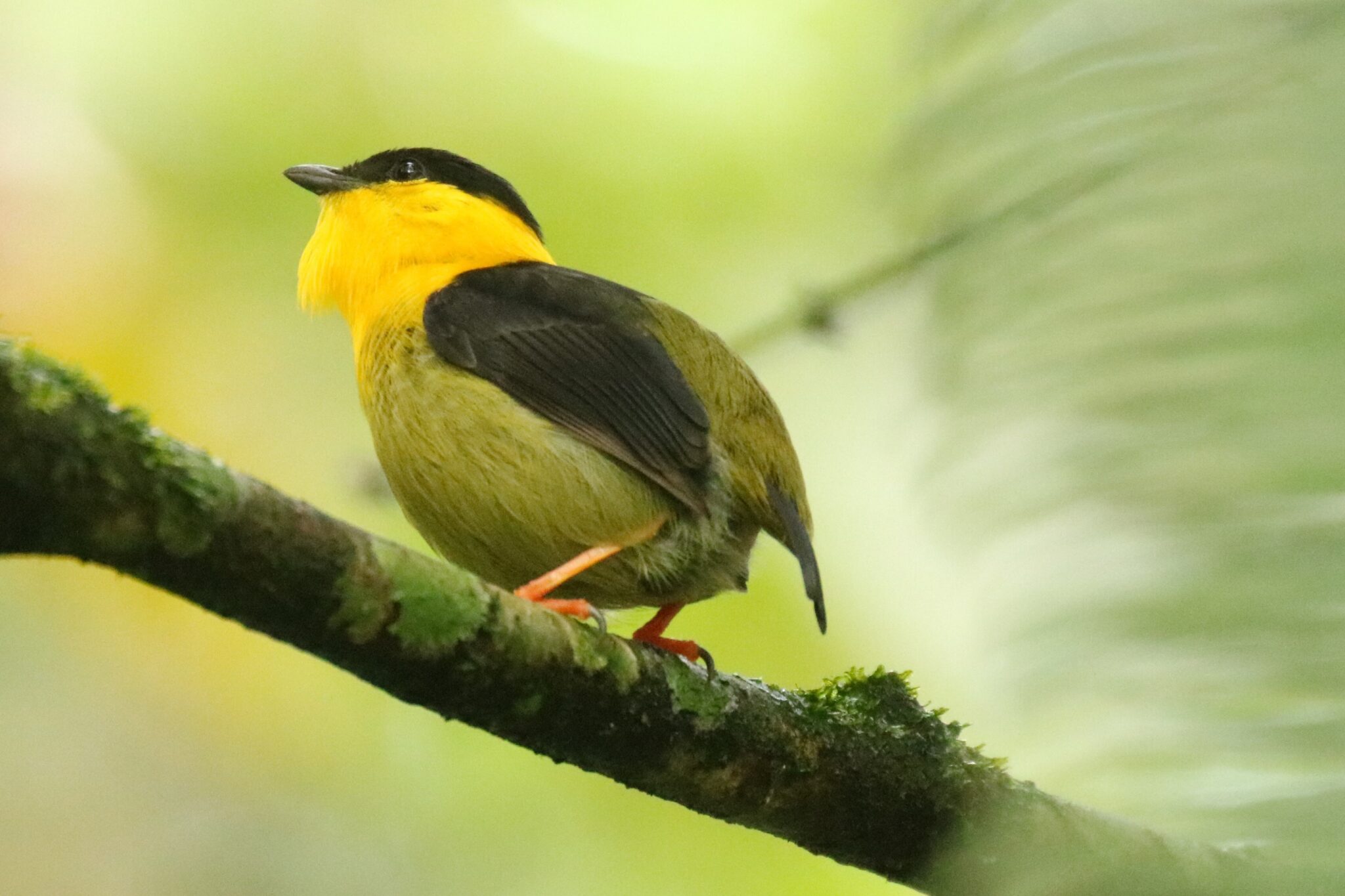 Golden-collared Manakin | Great Bird Pics