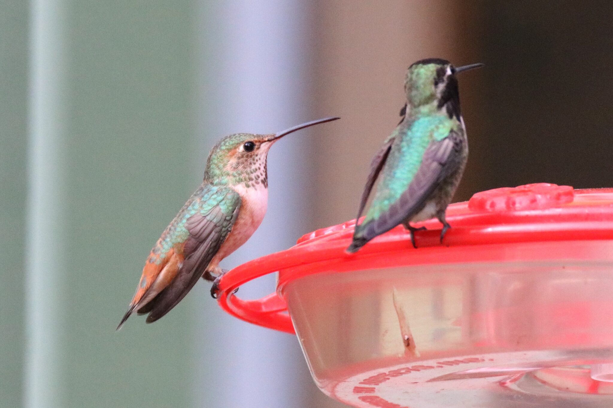 Allen’s Hummingbird | Great Bird Pics