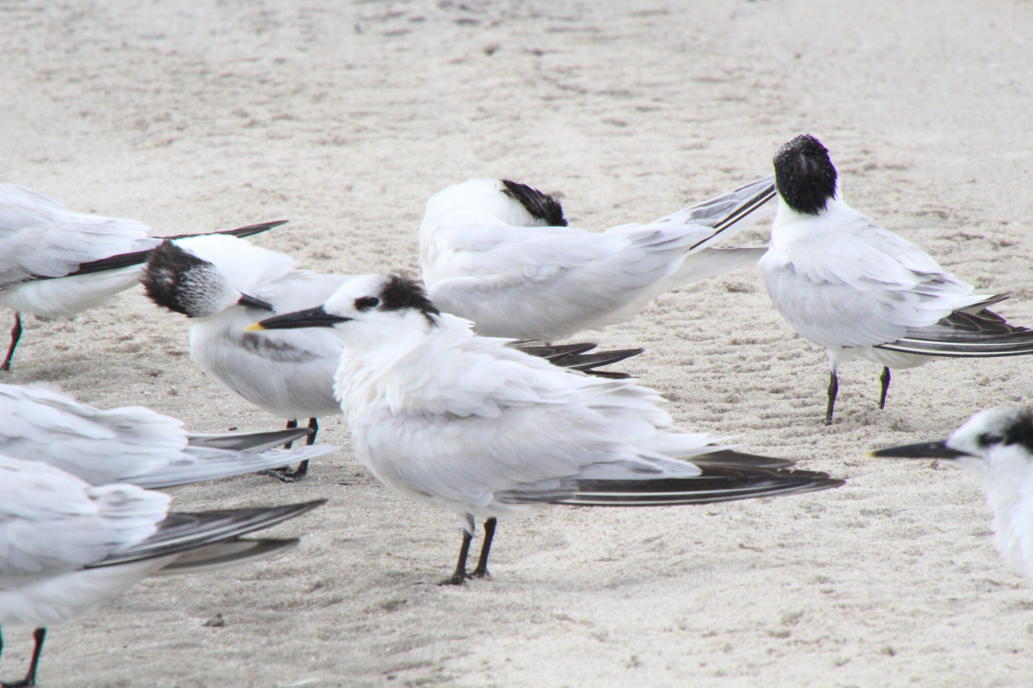 Sandwich Terns Great Bird Pics