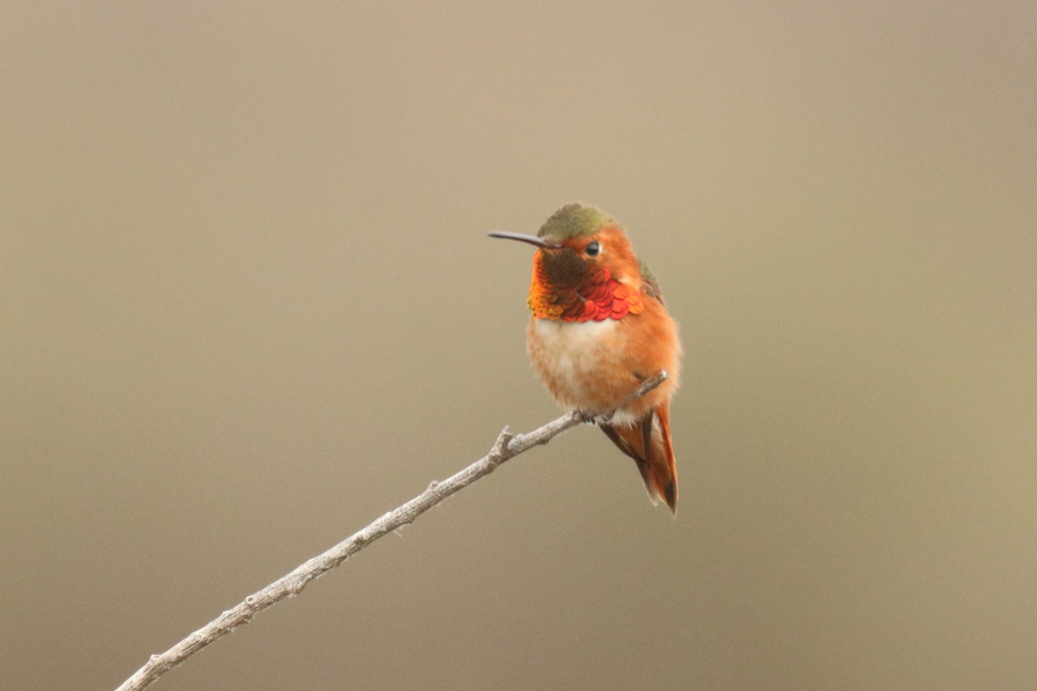Allen’s Hummingbird | Great Bird Pics