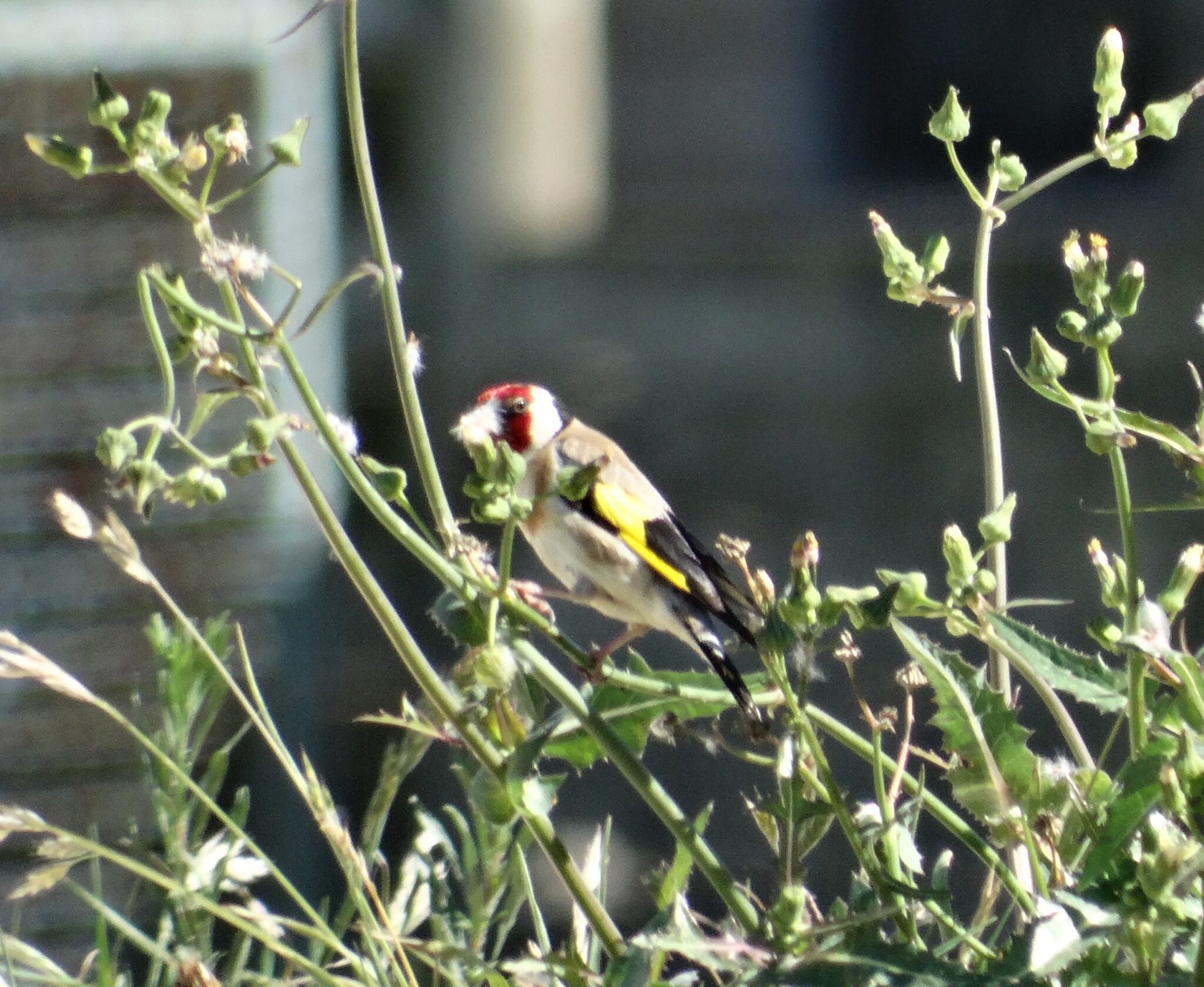 European Goldfinch | Great Bird Pics