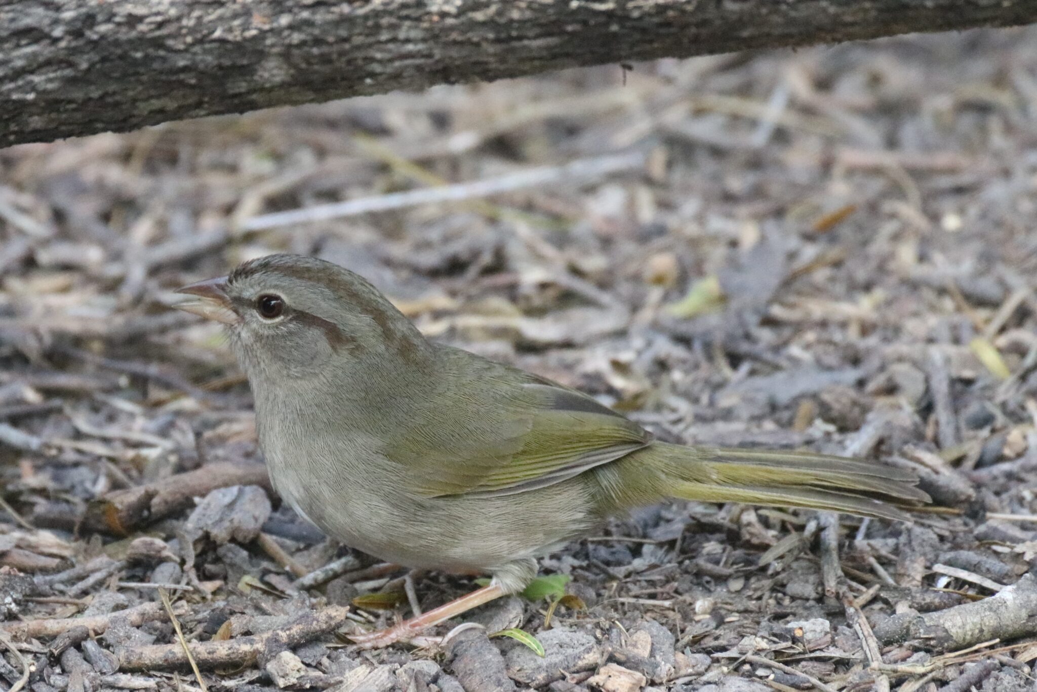 Olive Sparrow | Great Bird Pics