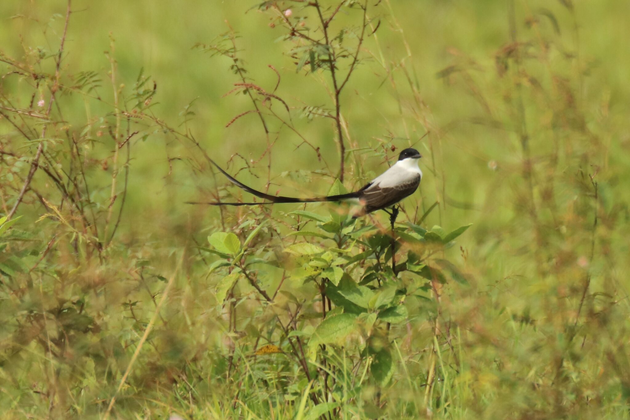 Fork-tailed Flycatcher | Great Bird Pics