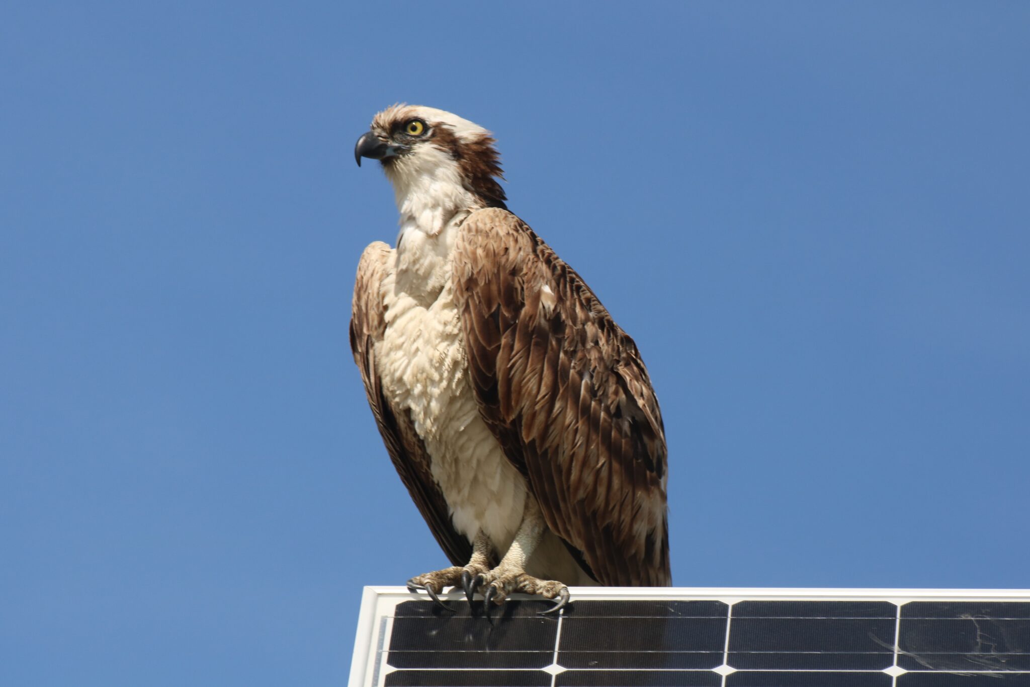 Osprey | Great Bird Pics