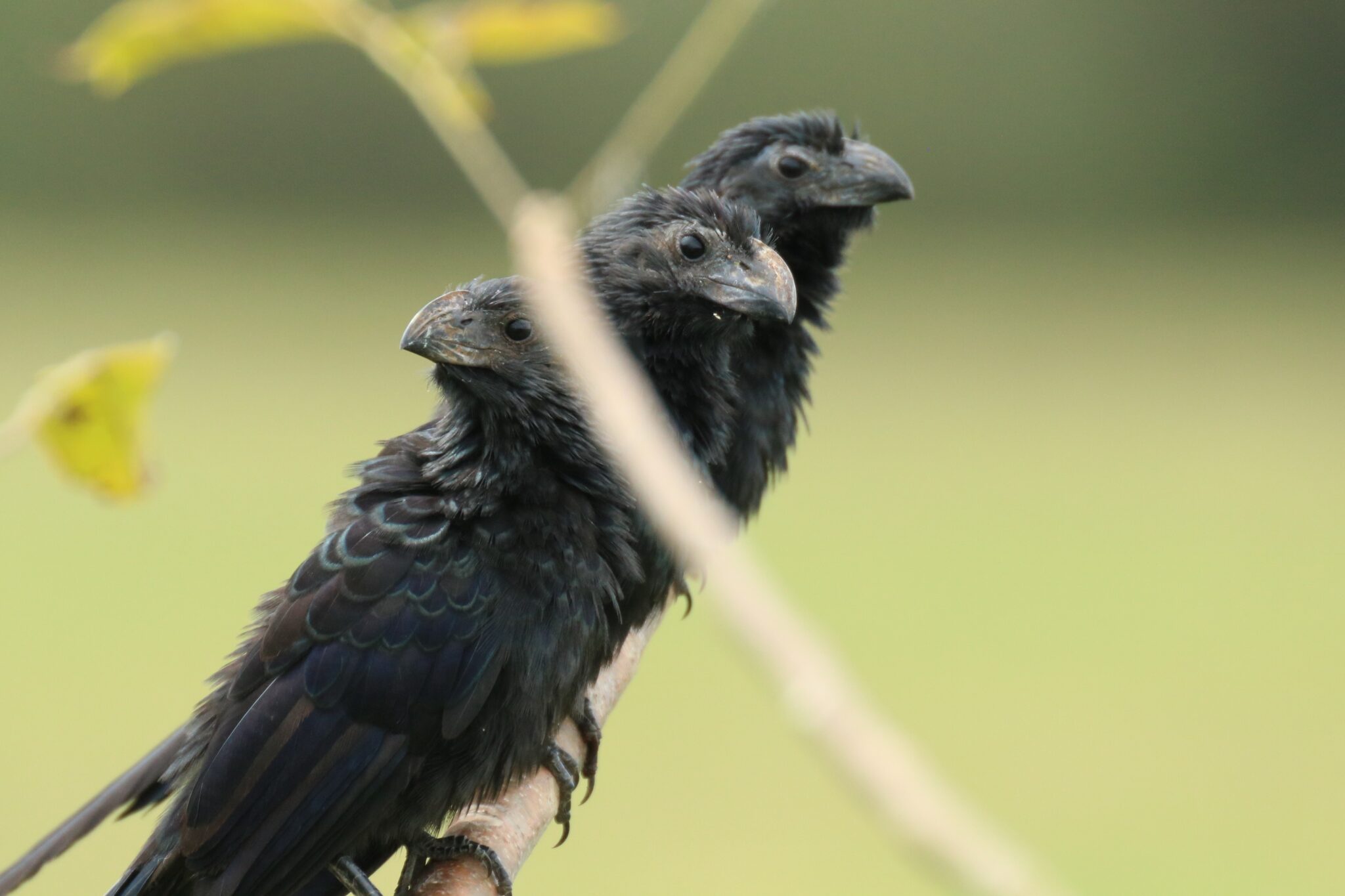 Groove-billed Anis | Great Bird Pics