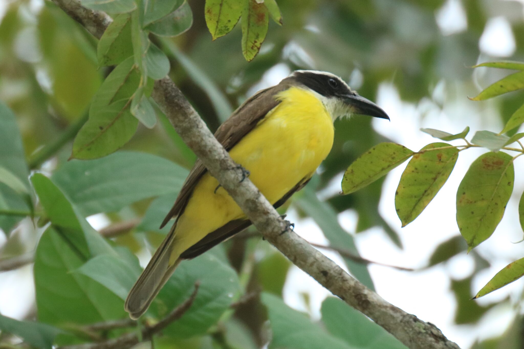 Boat-billed Flycatcher | Great Bird Pics