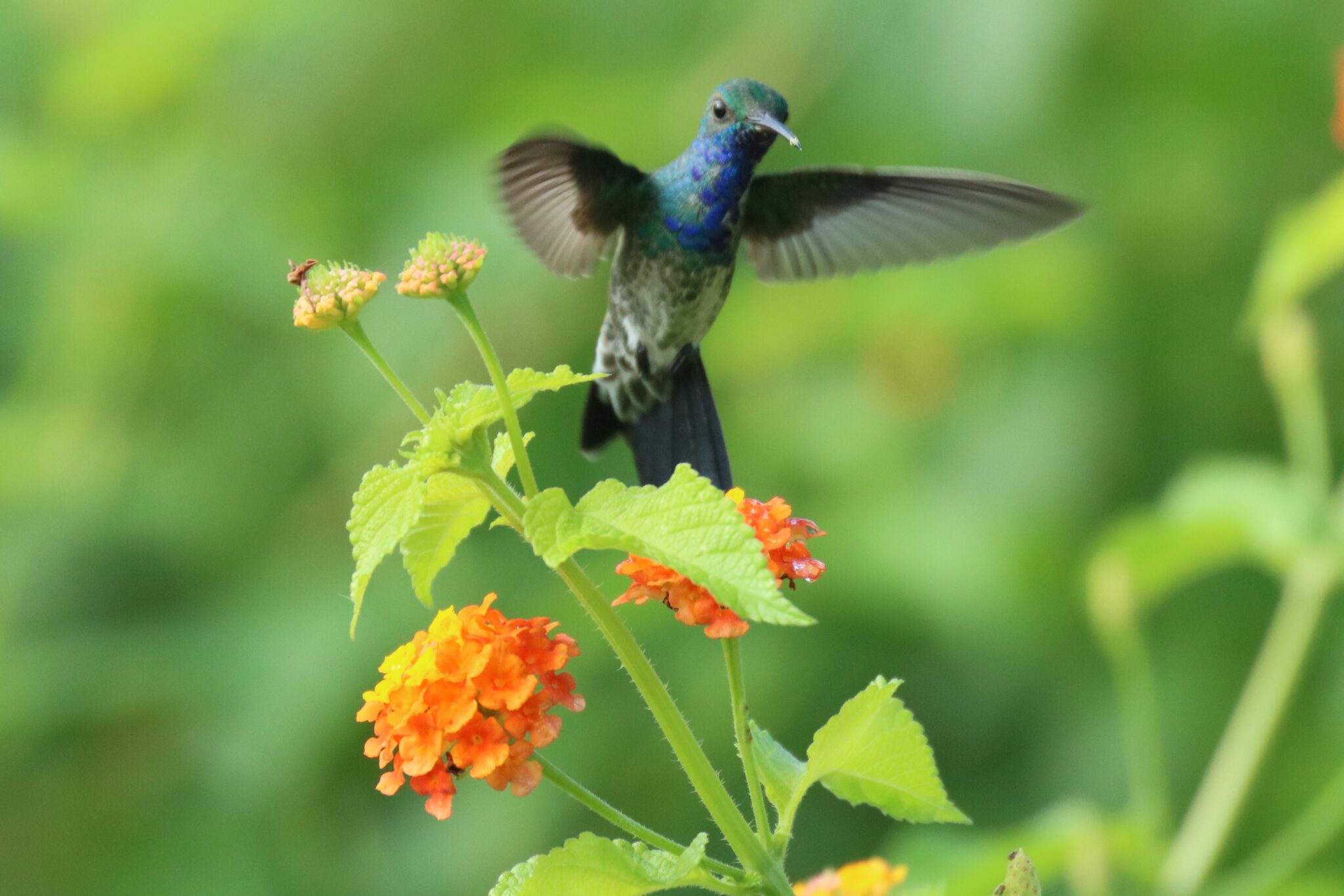 Sapphire-throated Hummingbird | Great Bird Pics