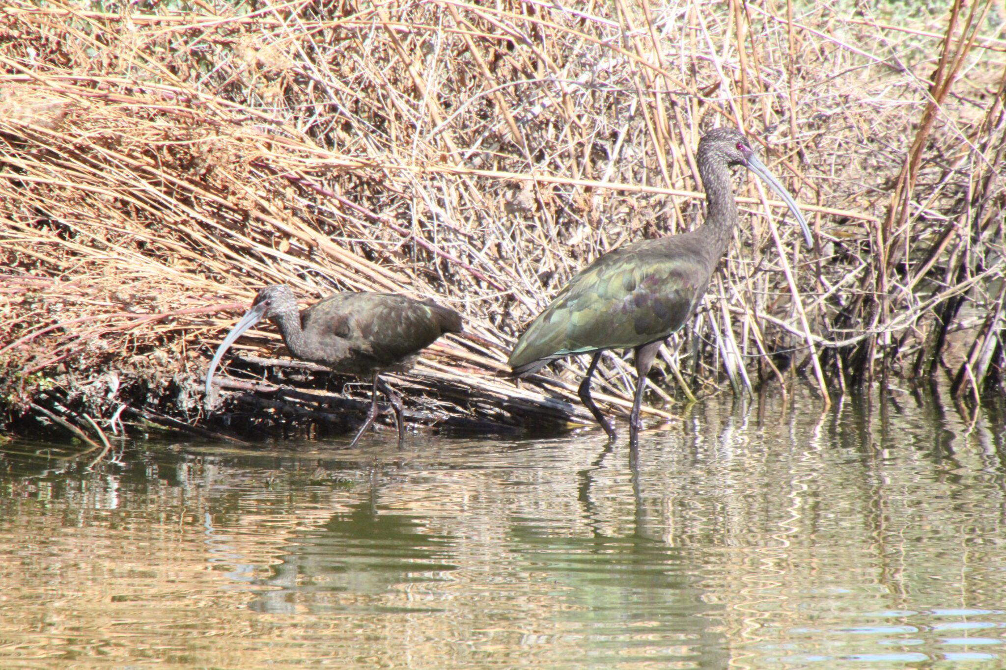 white-faced ibises | Great Bird Pics