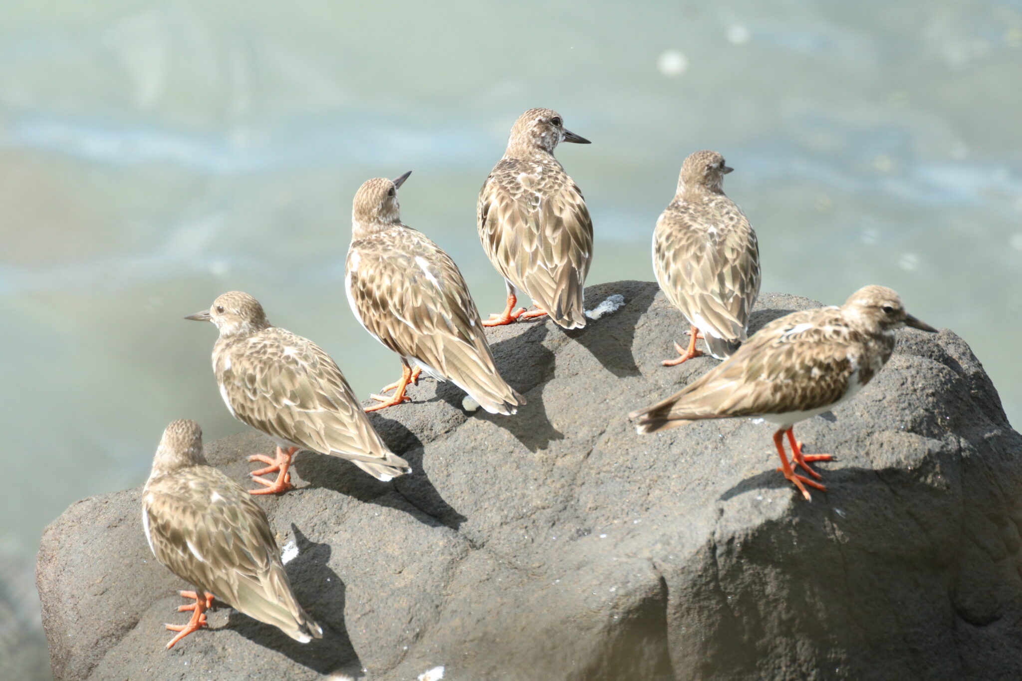 Ruddy Turnstones | Great Bird Pics