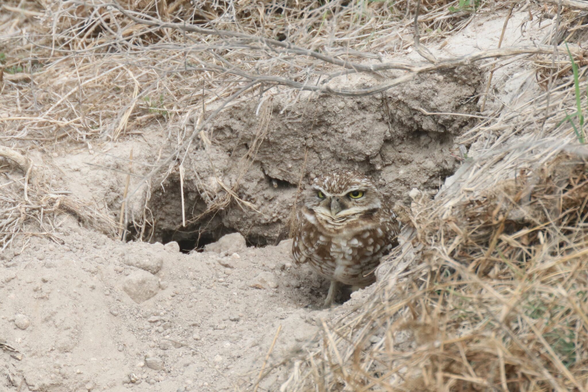 Burrowing Owl | Great Bird Pics