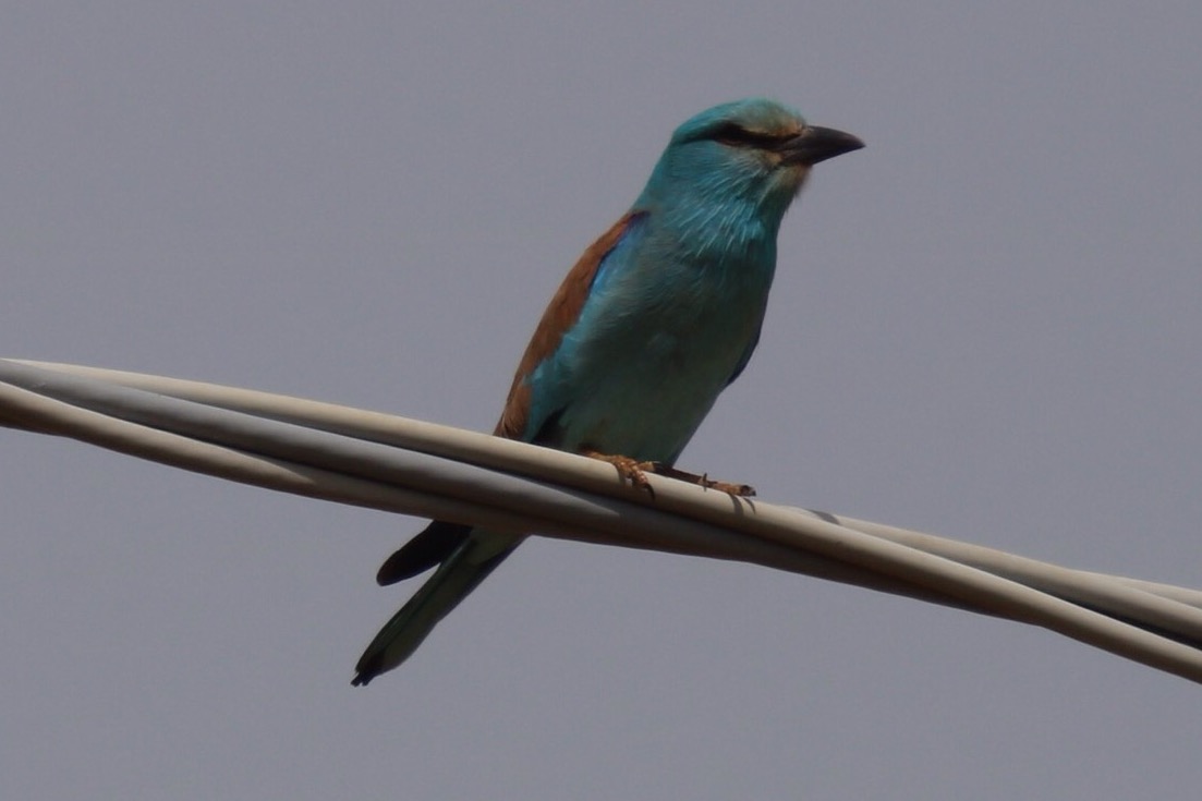 European Roller | Great Bird Pics