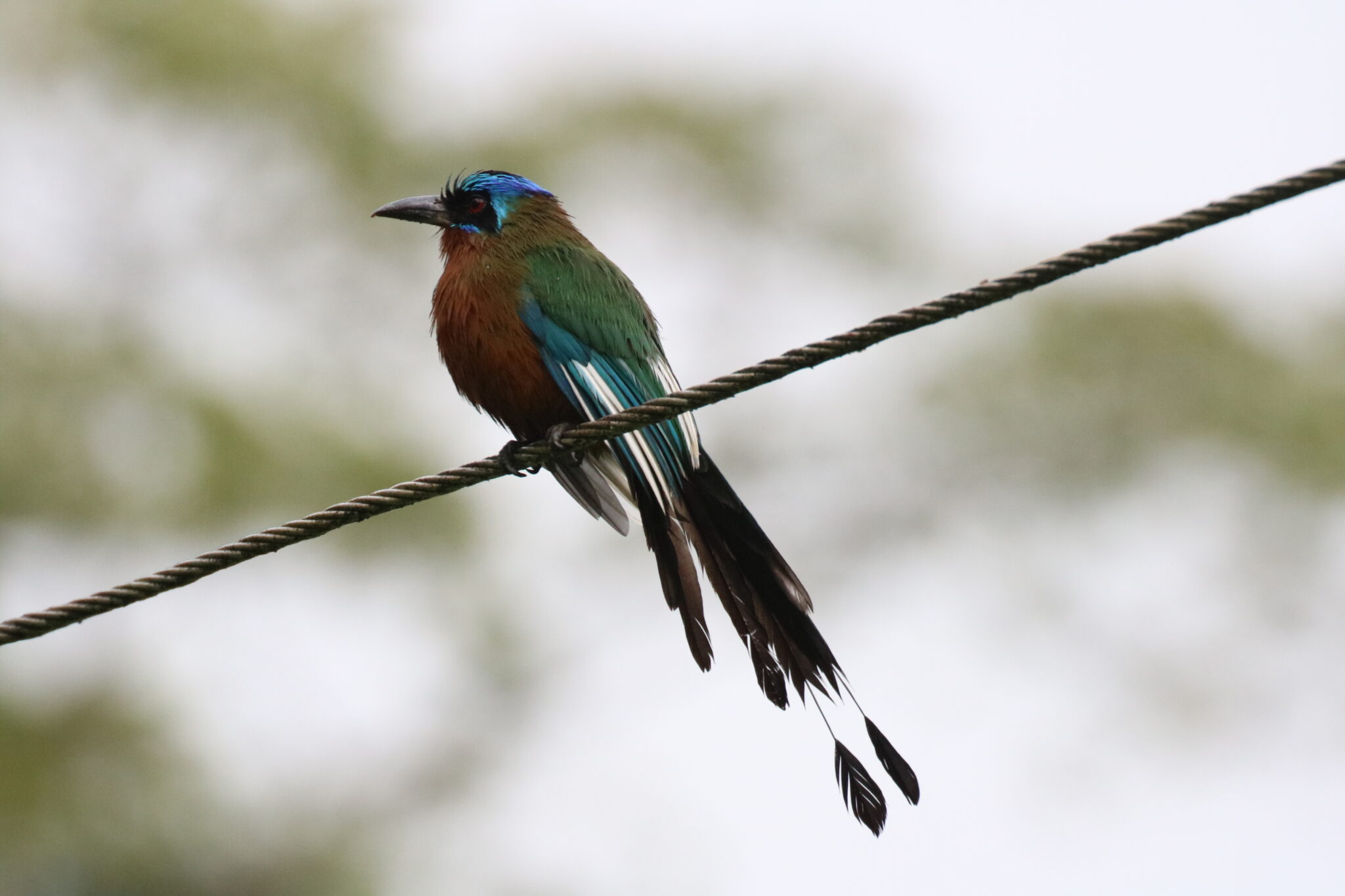 Trinidad Motmot | Great Bird Pics