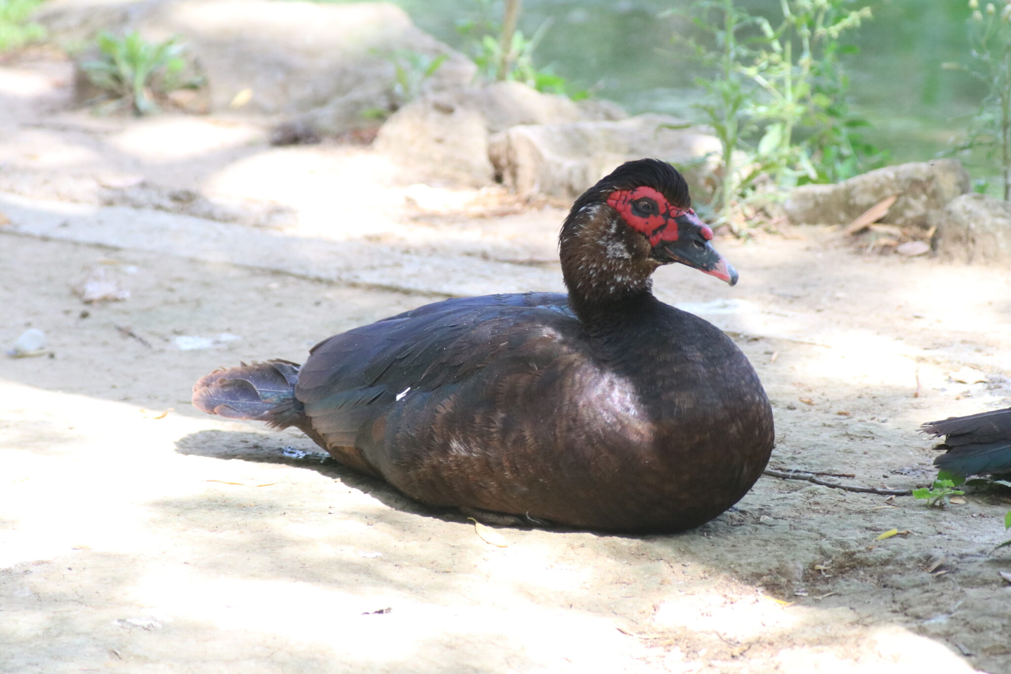 Muscovy Duck | Great Bird Pics