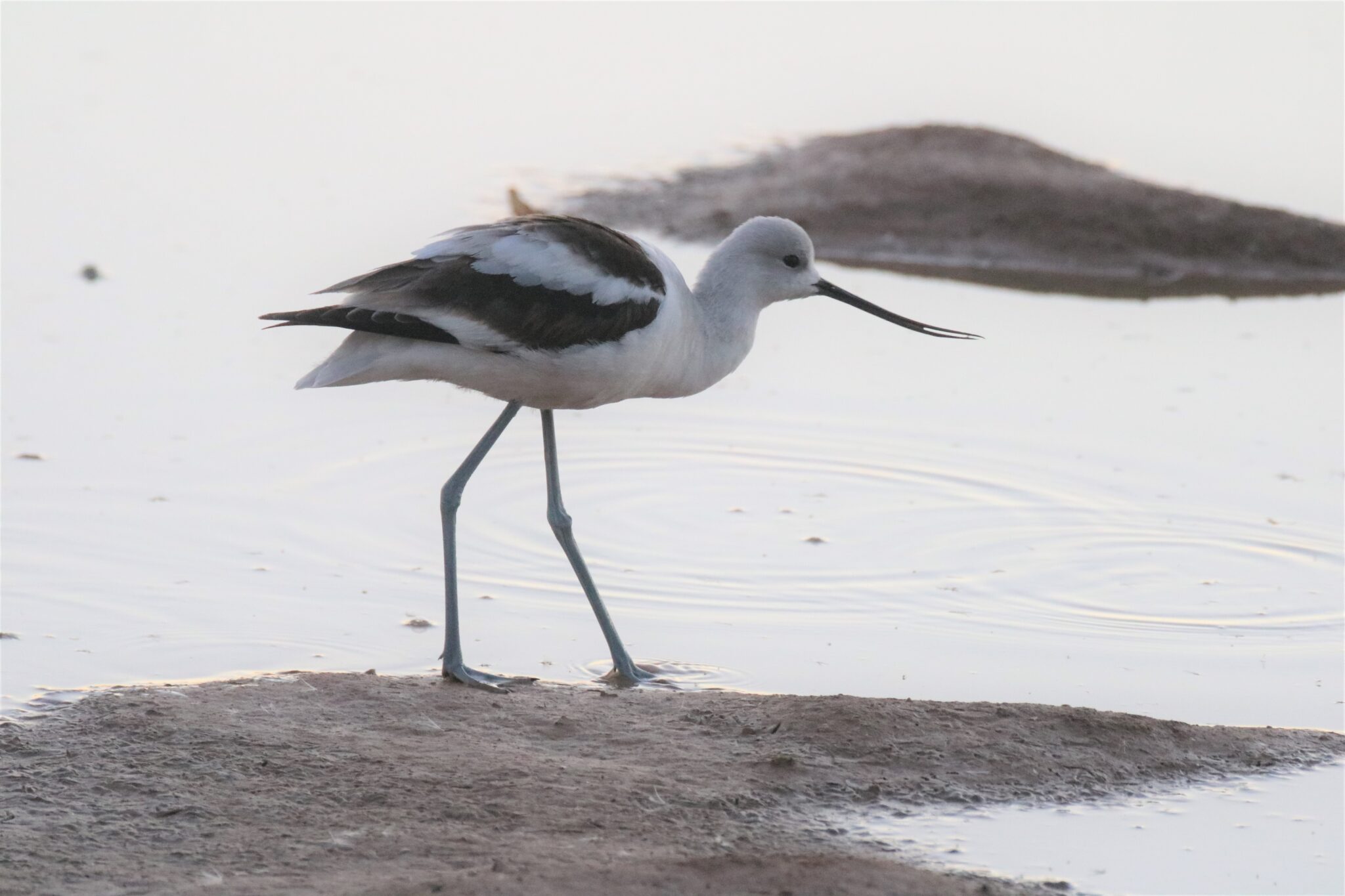 American Avocet | Great Bird Pics