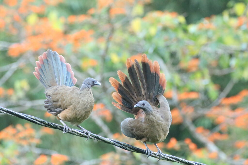 Rufous-vented Chachalaca | Great Bird Pics