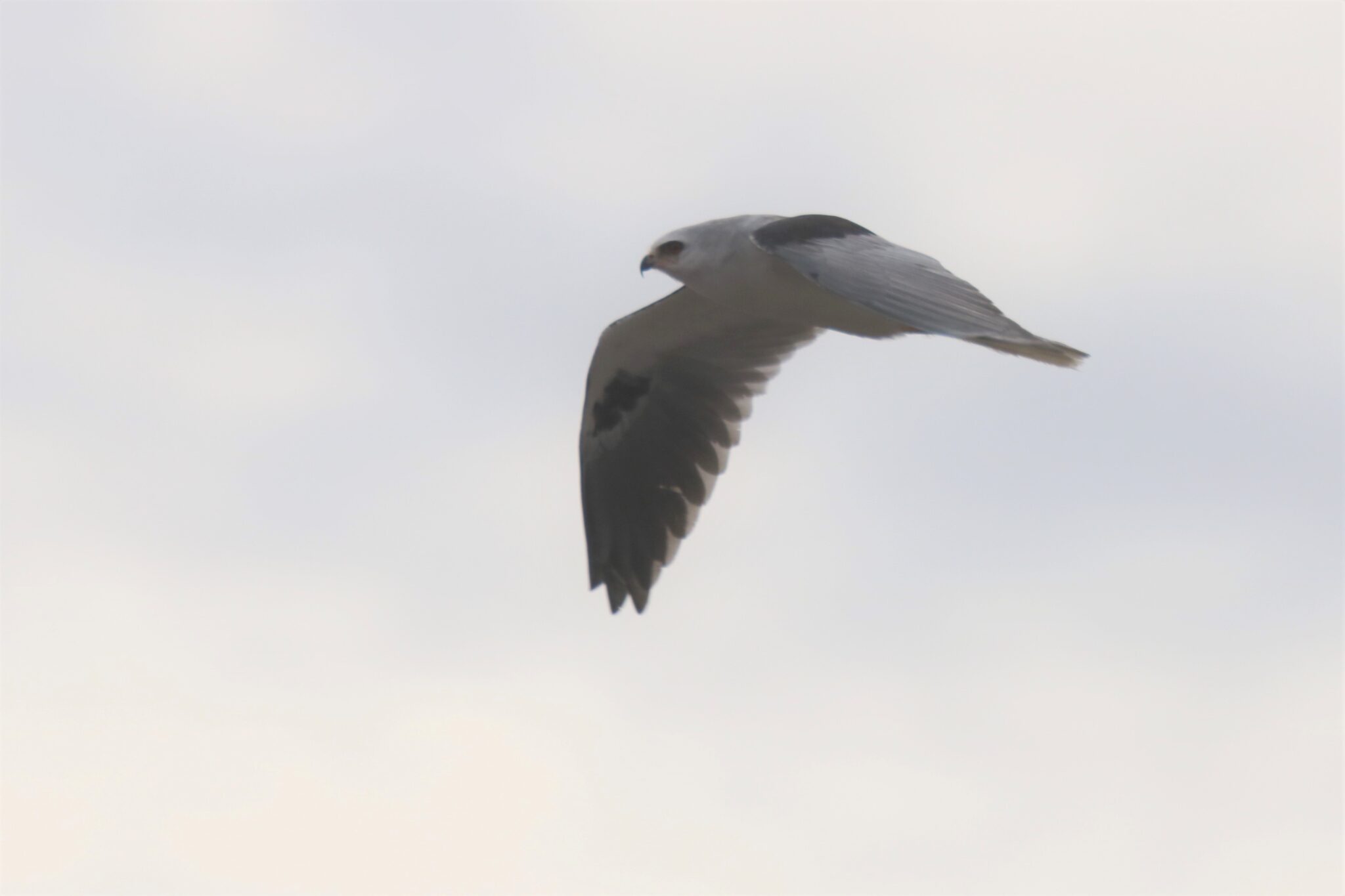 White-tailed Kite | Great Bird Pics