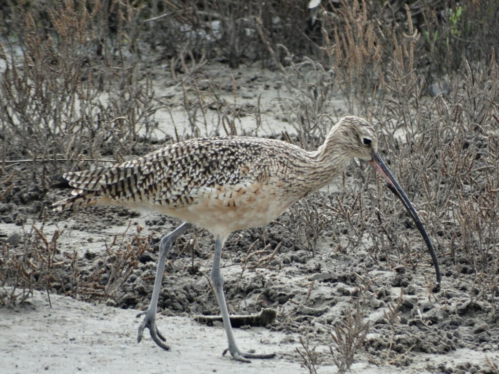 Long-billed Curlew | Great Bird Pics