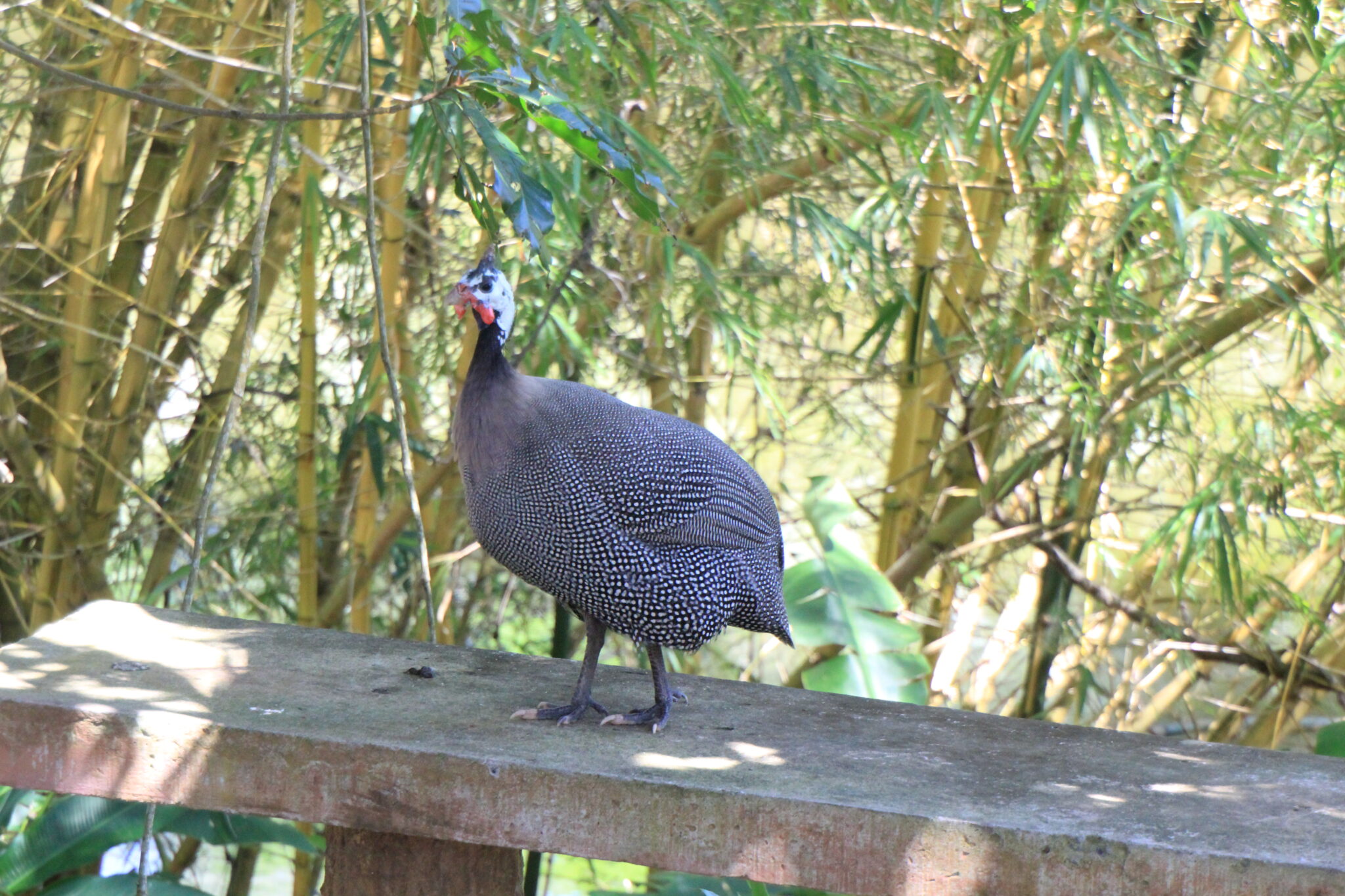 Helmeted Guineafowl | Great Bird Pics