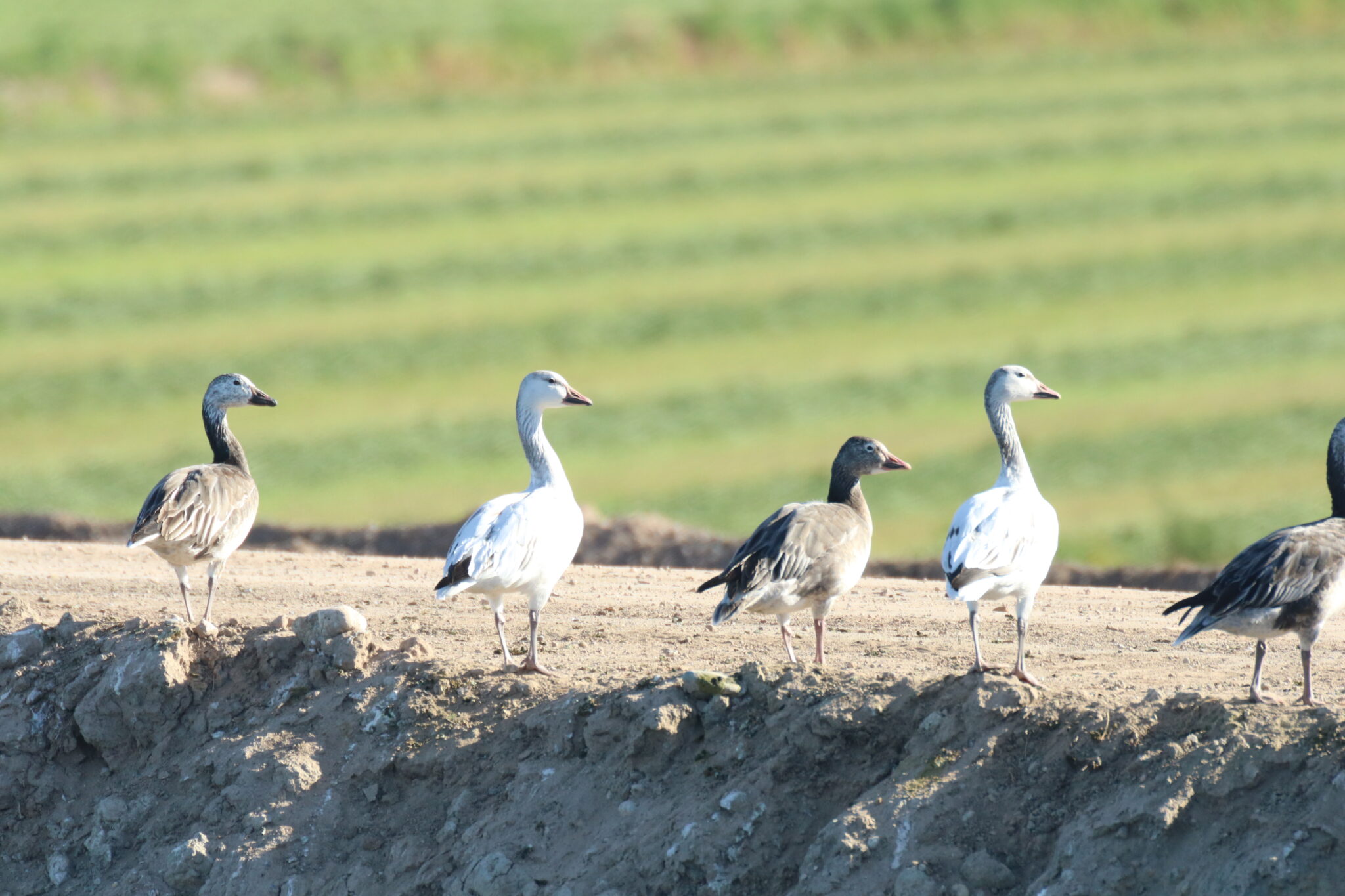 Snow Geese | Great Bird Pics