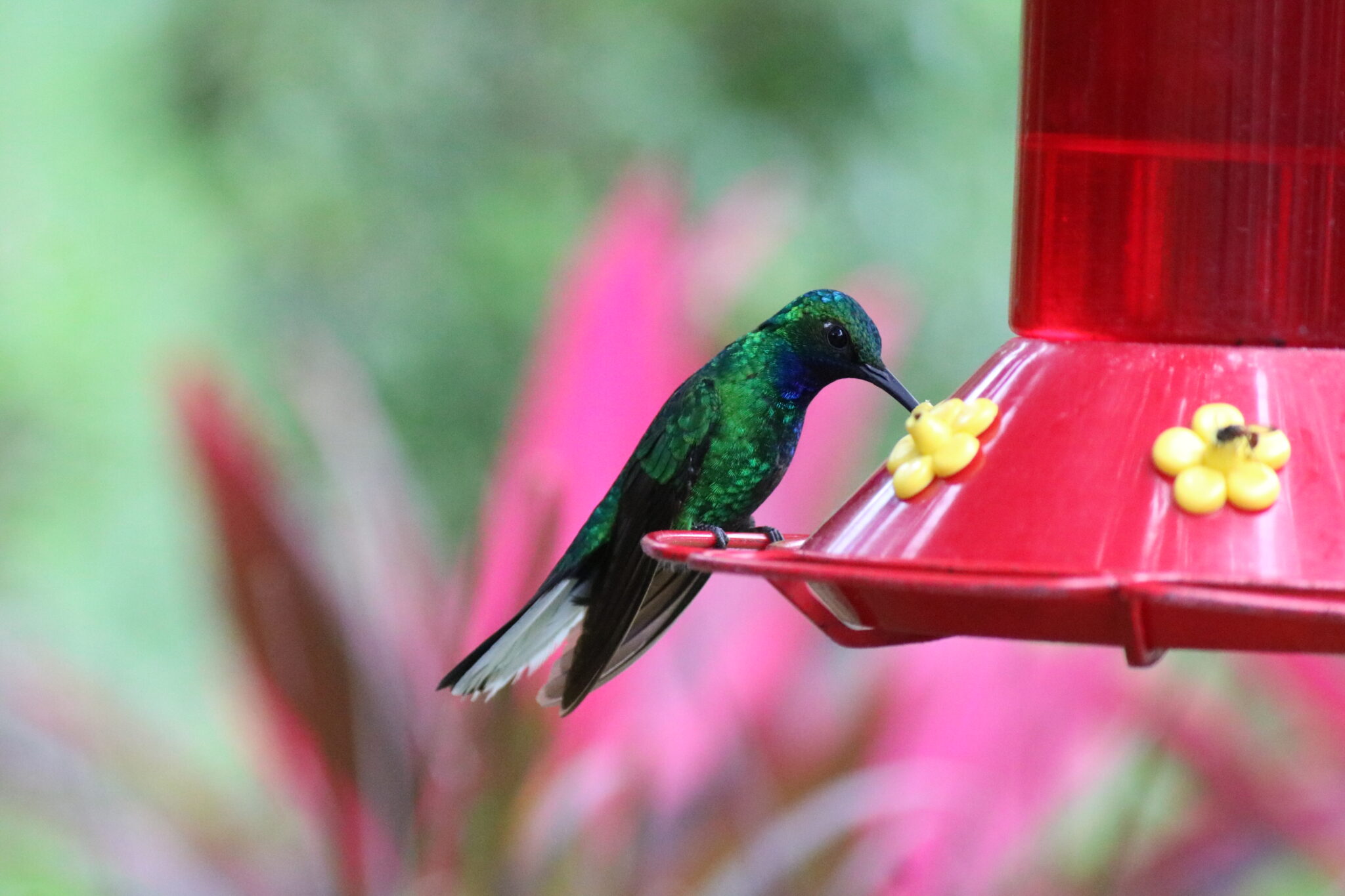 White-tailed Sabrewing | Great Bird Pics