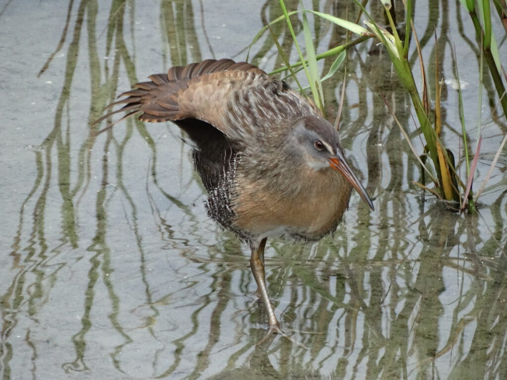 Clapper Rail | Great Bird Pics