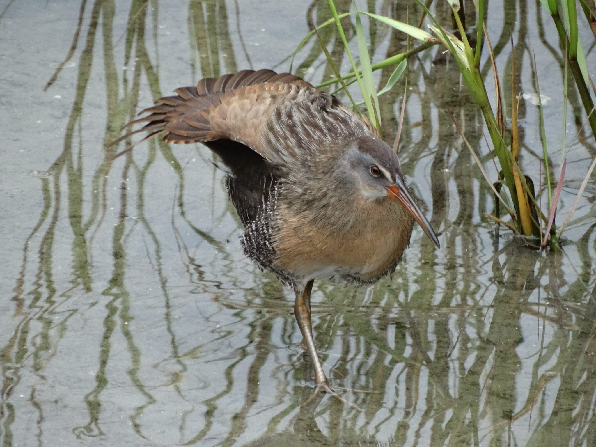 Clapper Rail | Great Bird Pics