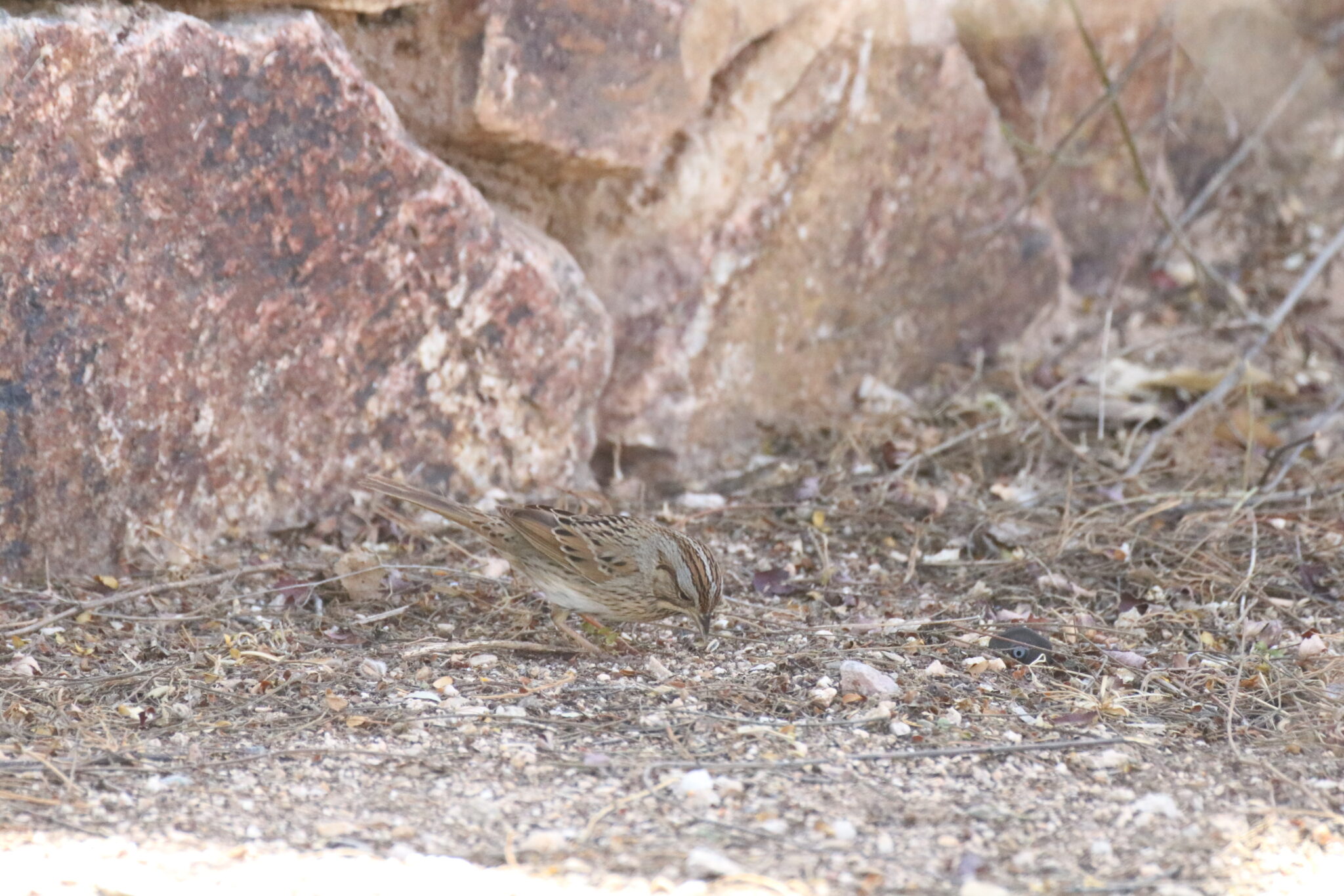 Lincoln’s Sparrow | Great Bird Pics